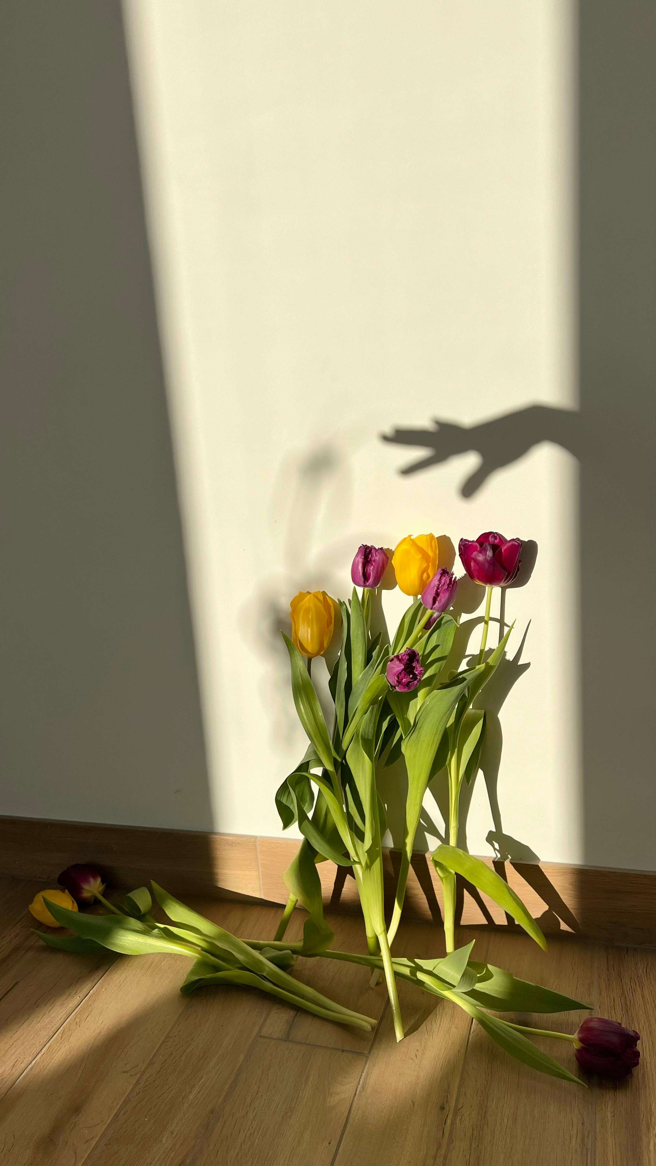 Shadow Play with Tulips in Sunlight · Free Stock Photo