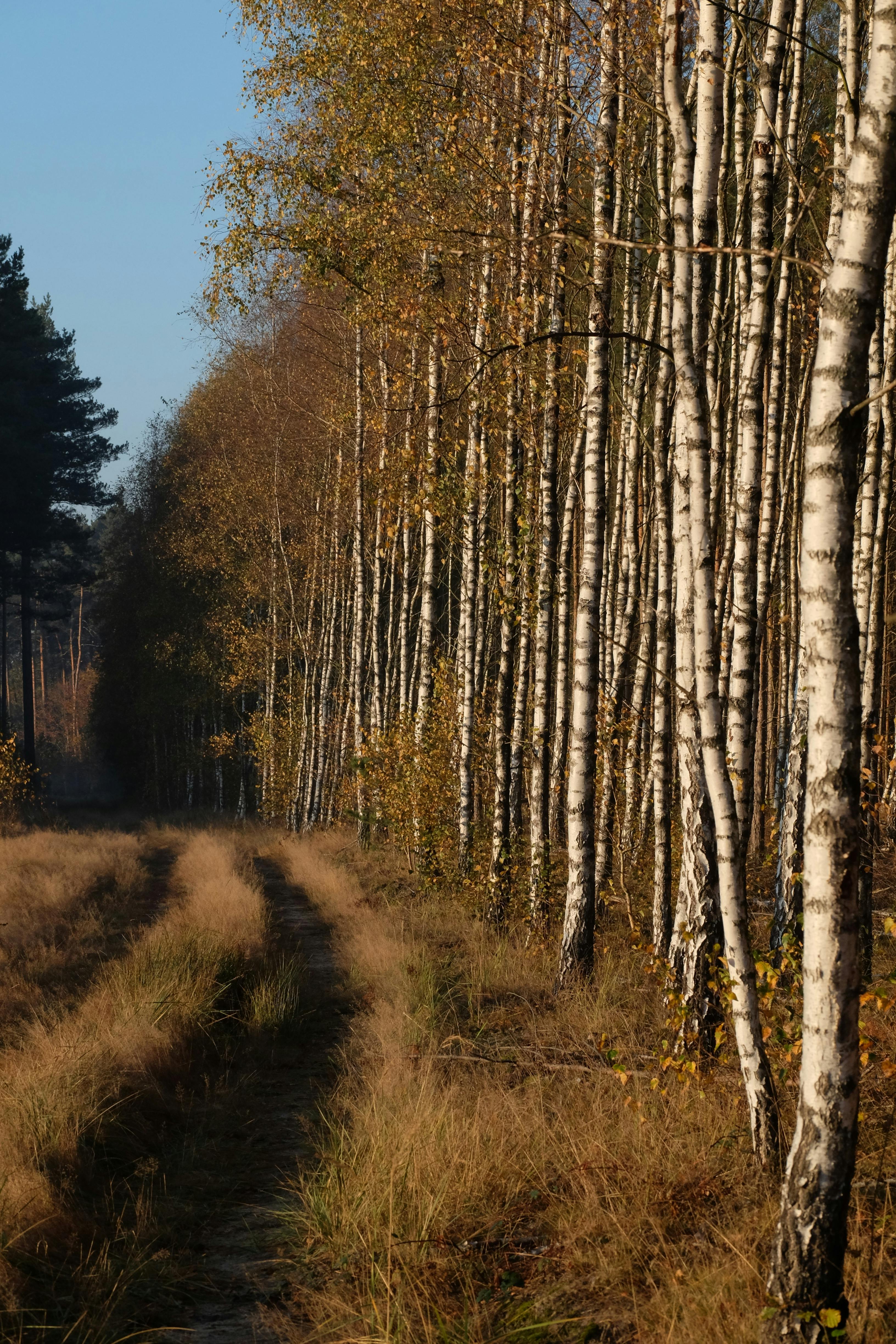 Scenic Birch Tree Forest Path in Autumn · Free Stock Photo