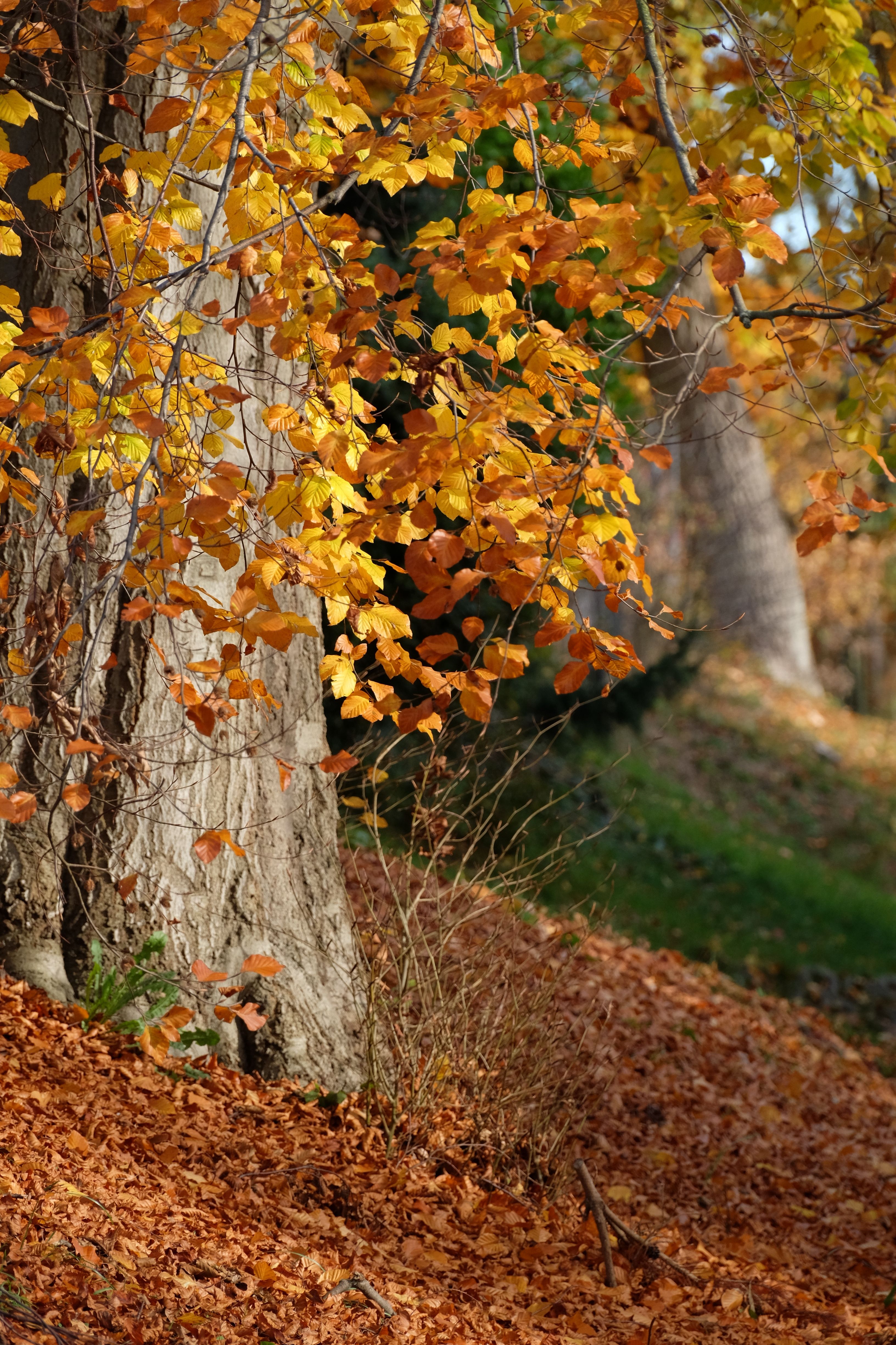 Vibrant Autumn Leaves on Tree Trunk · Free Stock Photo