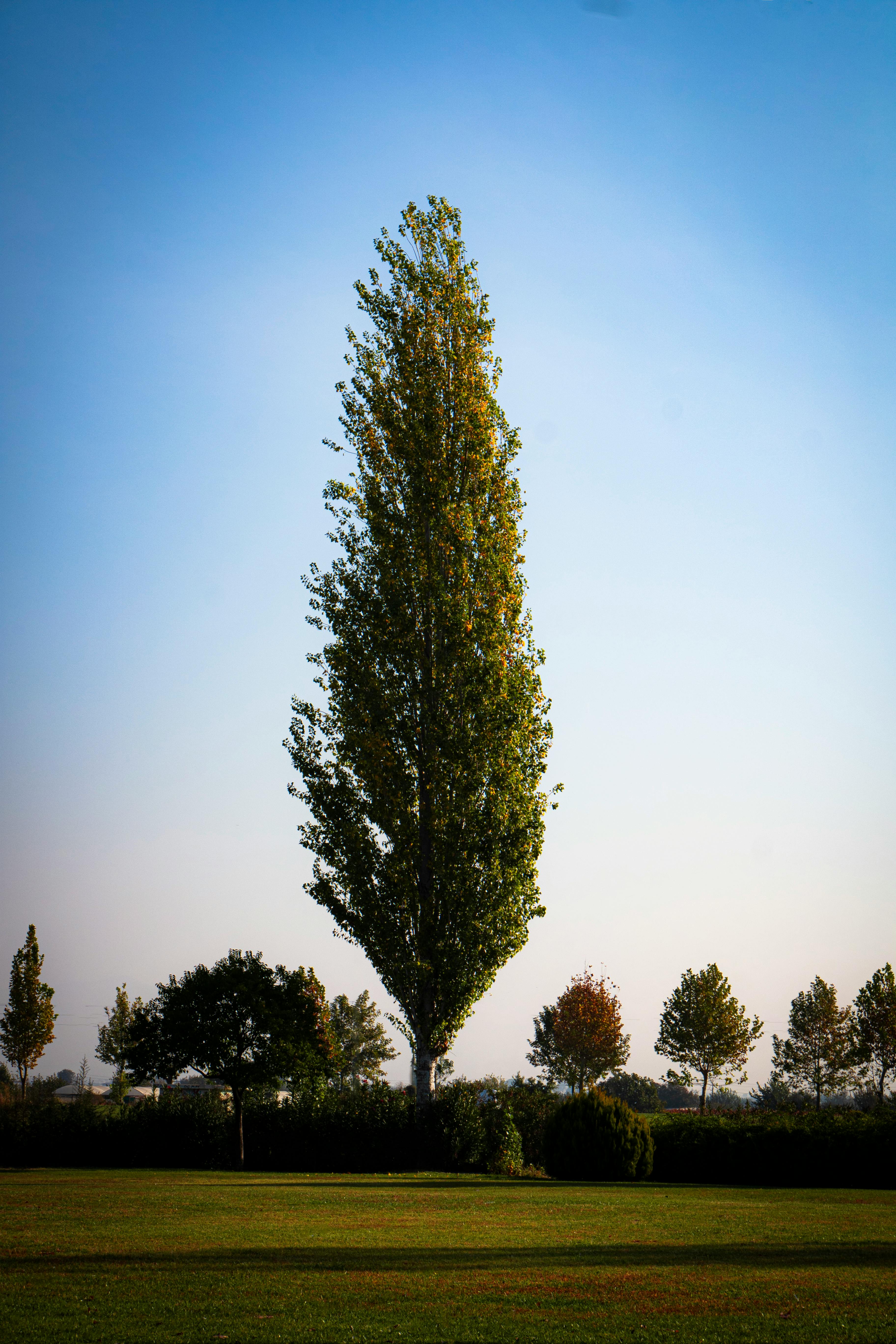 Tall Tree Photos, Download The BEST Free Tall Tree Stock Photos & HD Images