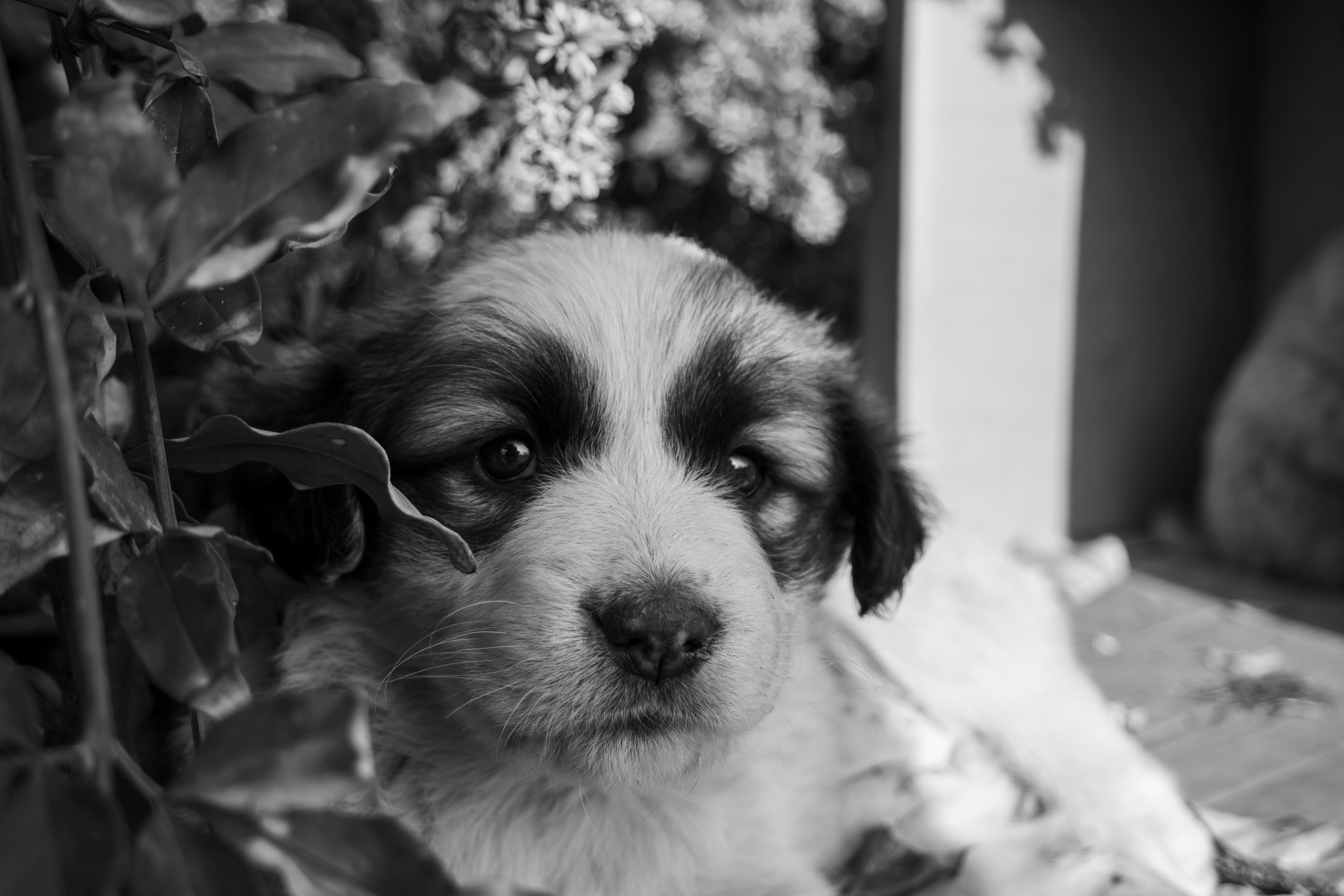 Adorable Puppy Relaxing Outdoors in Grayscale · Free Stock Photo