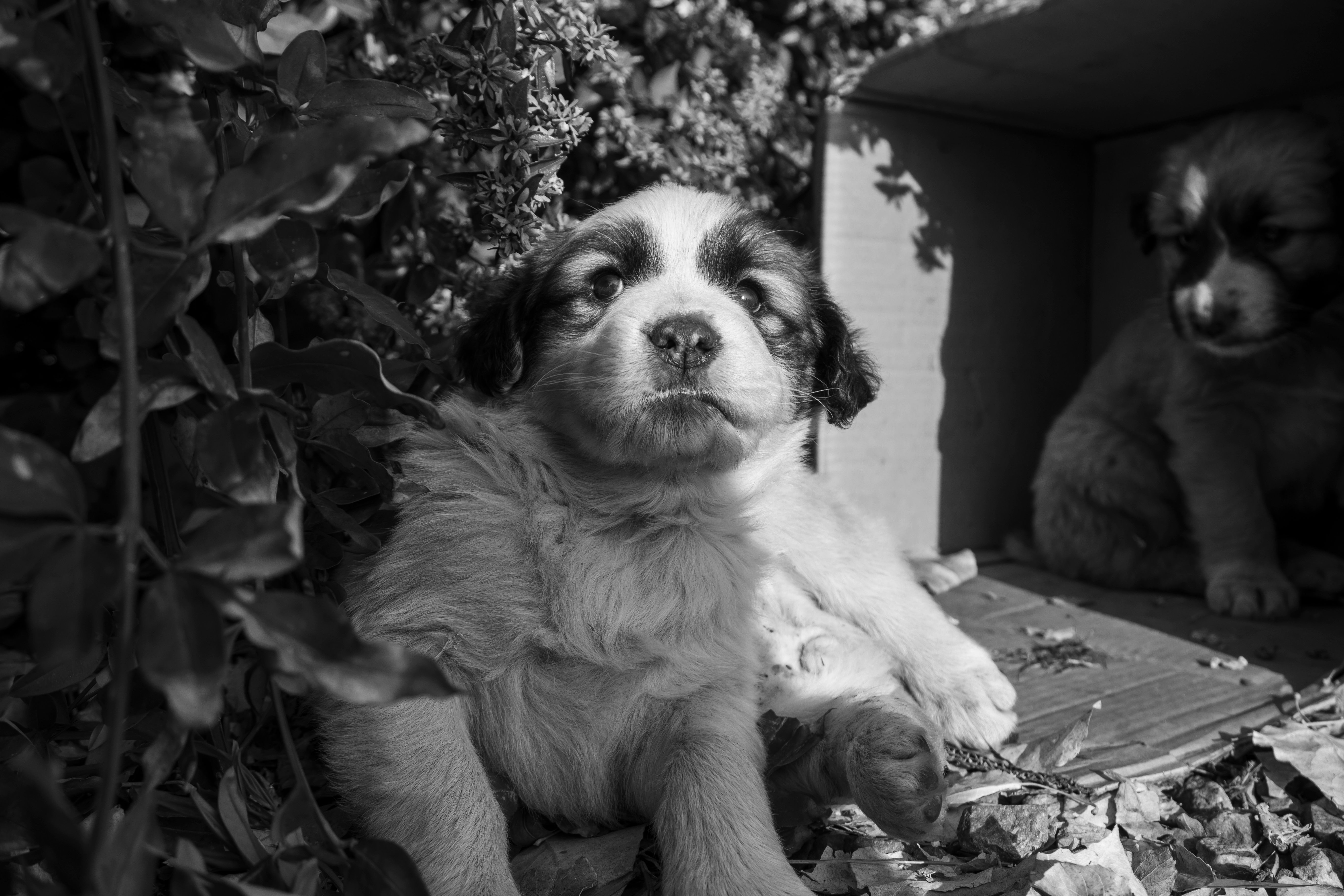 Adorable Street Puppies Relaxing Outdoors · Free Stock Photo