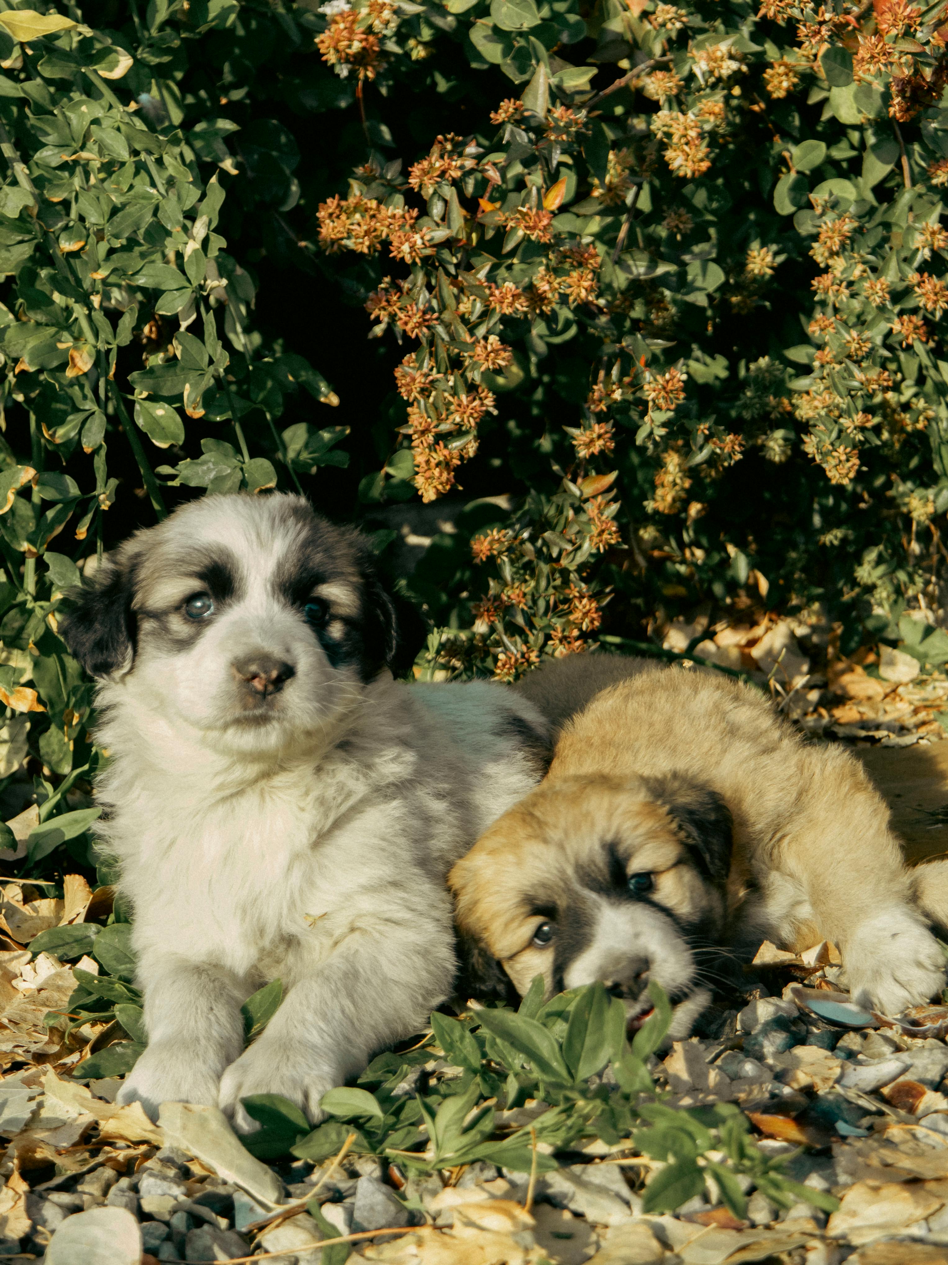 Adorable Puppies Resting in a Garden Setting · Free Stock Photo