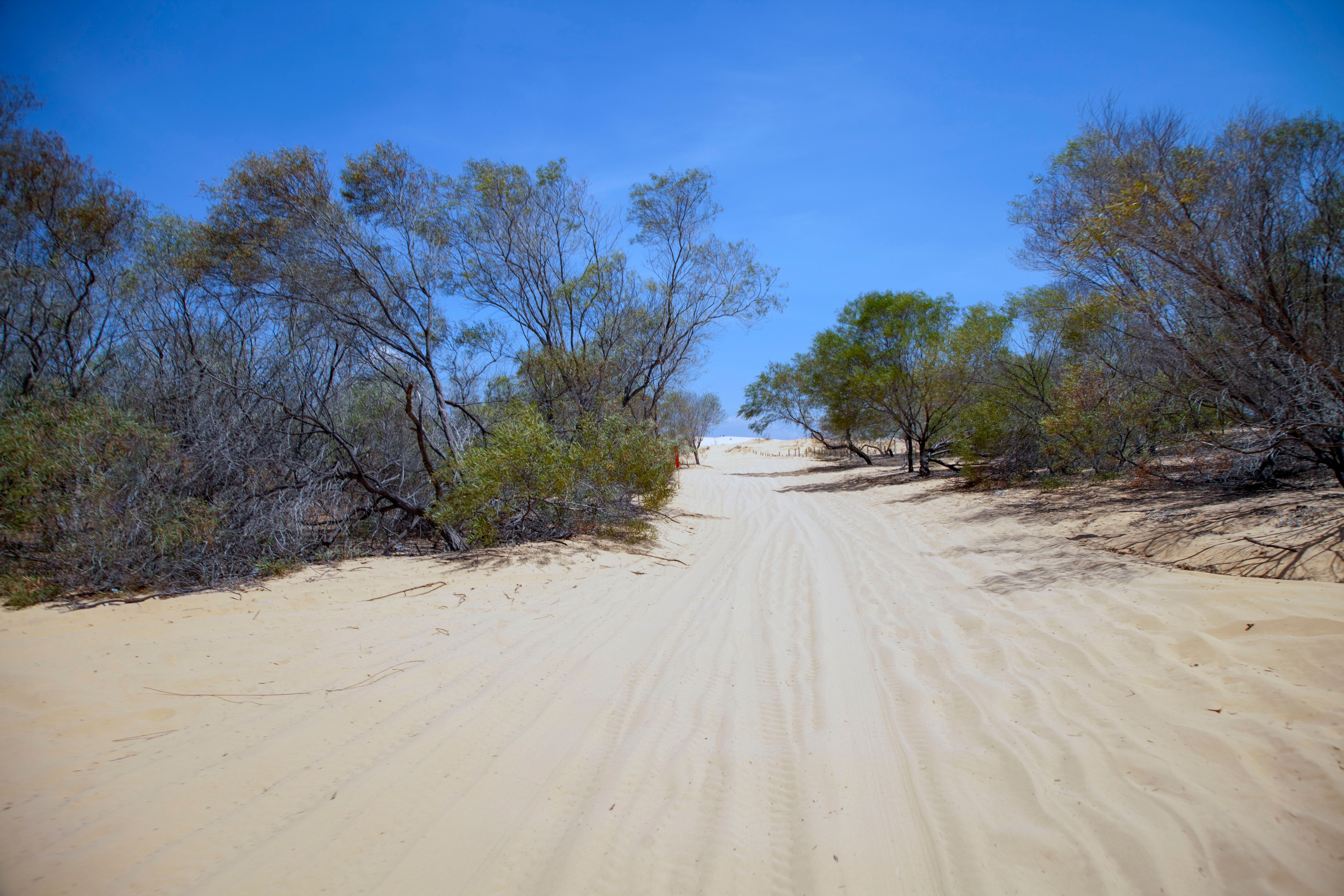 Sunny Desert Path with Sparse Vegetation · Free Stock Photo