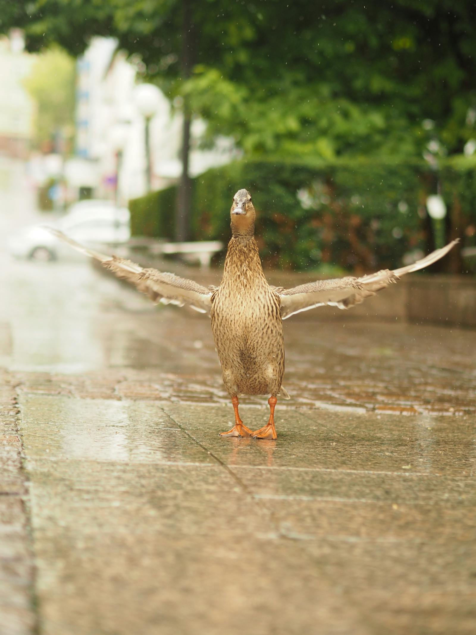 Rain In The City Photos, Download The BEST Free Rain In The City Stock ...