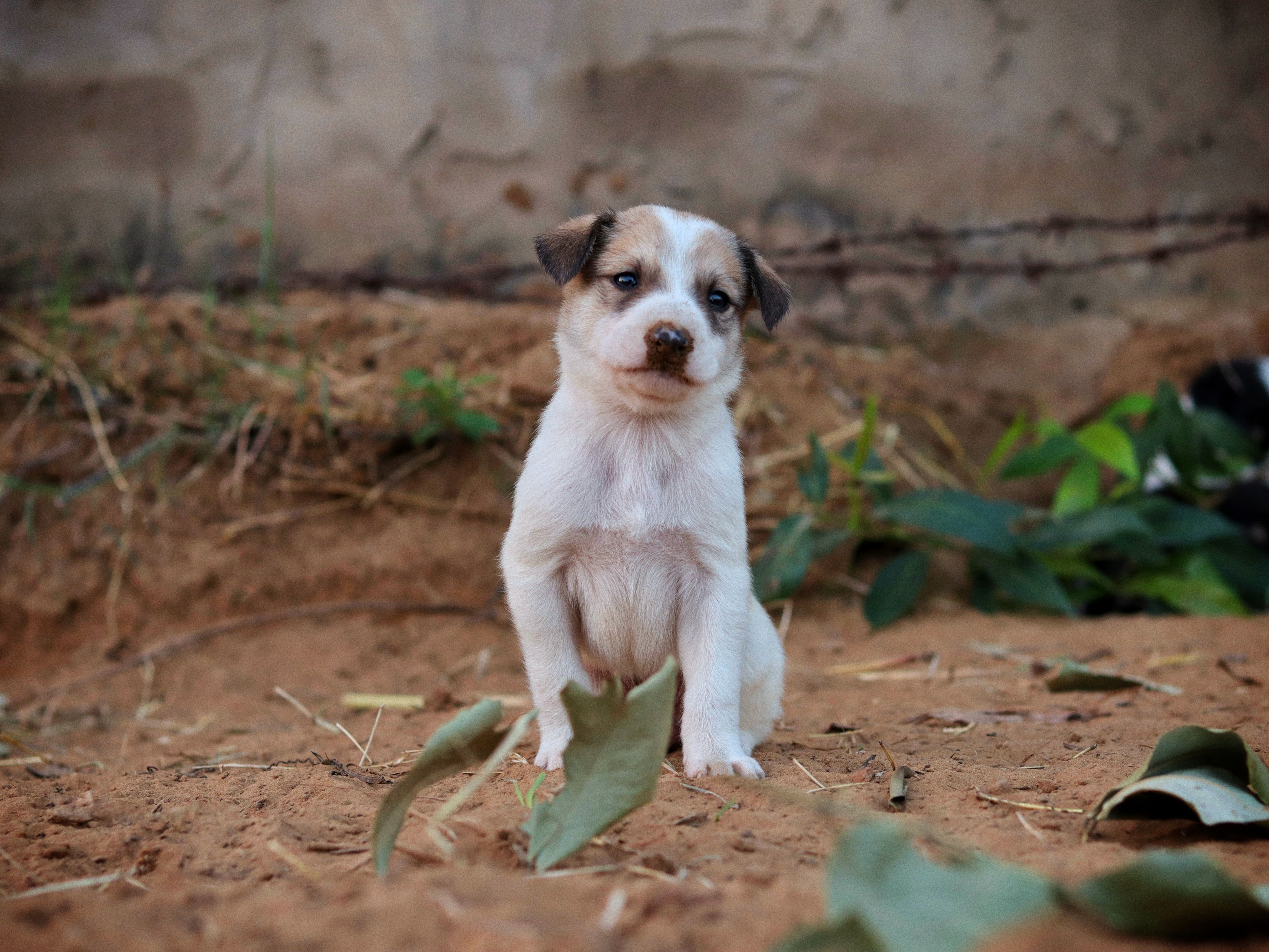 Adorable Puppy Sitting in Garden Outdoors · Free Stock Photo