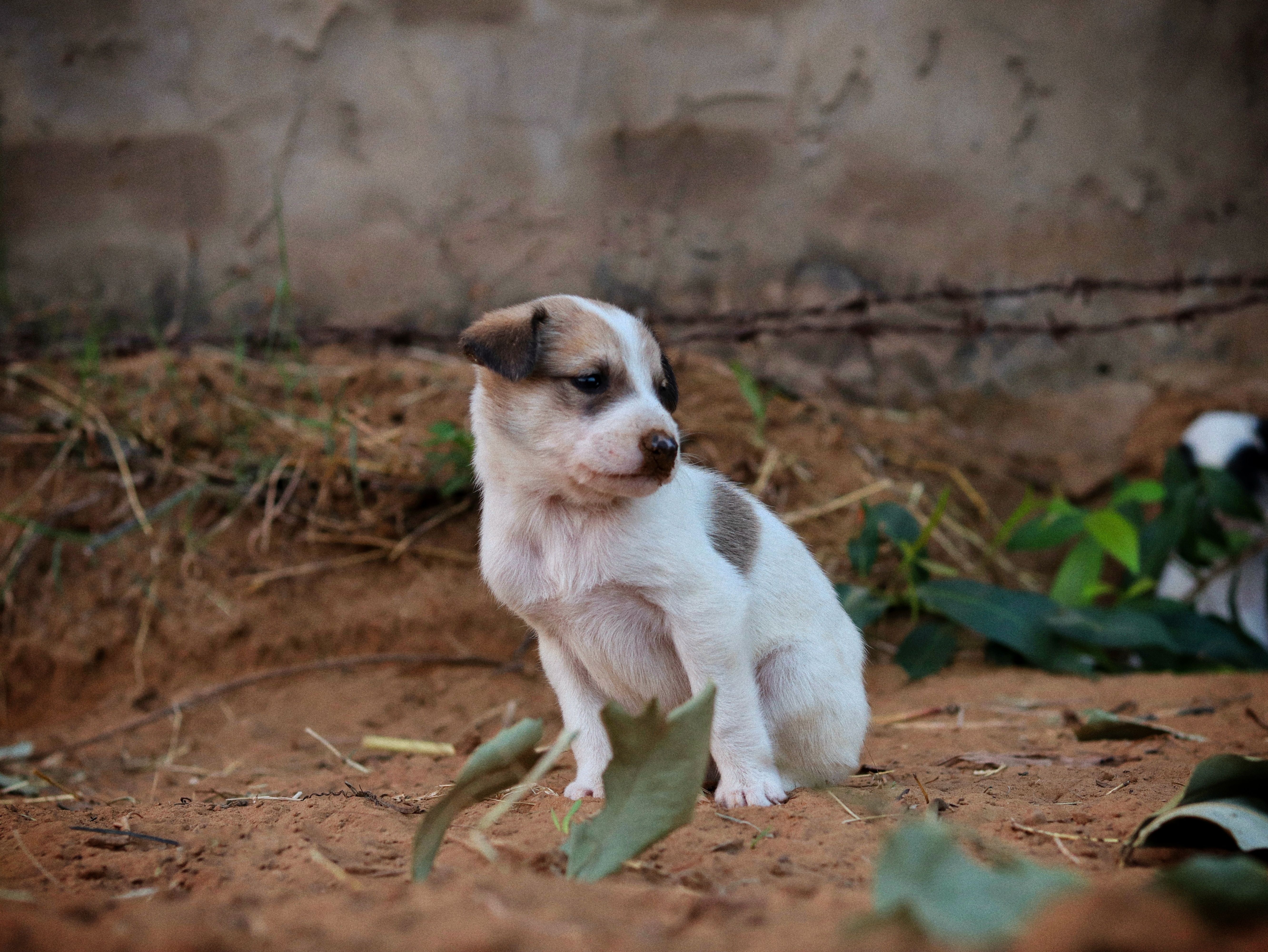 Mischievous Puppy Photos, Download The BEST Free Mischievous Puppy ...
