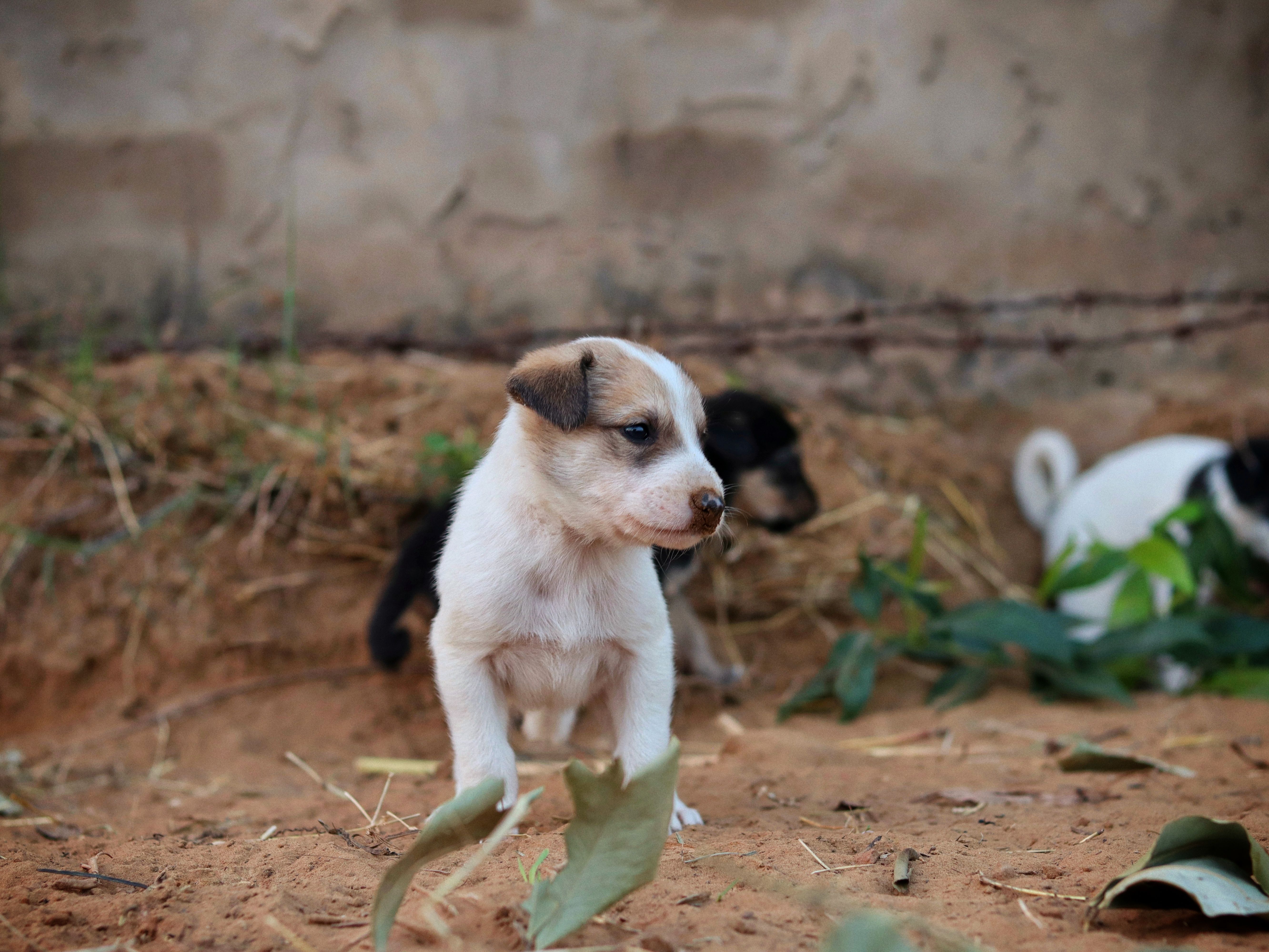 Adorable Puppy in Rustic Outdoor Setting · Free Stock Photo