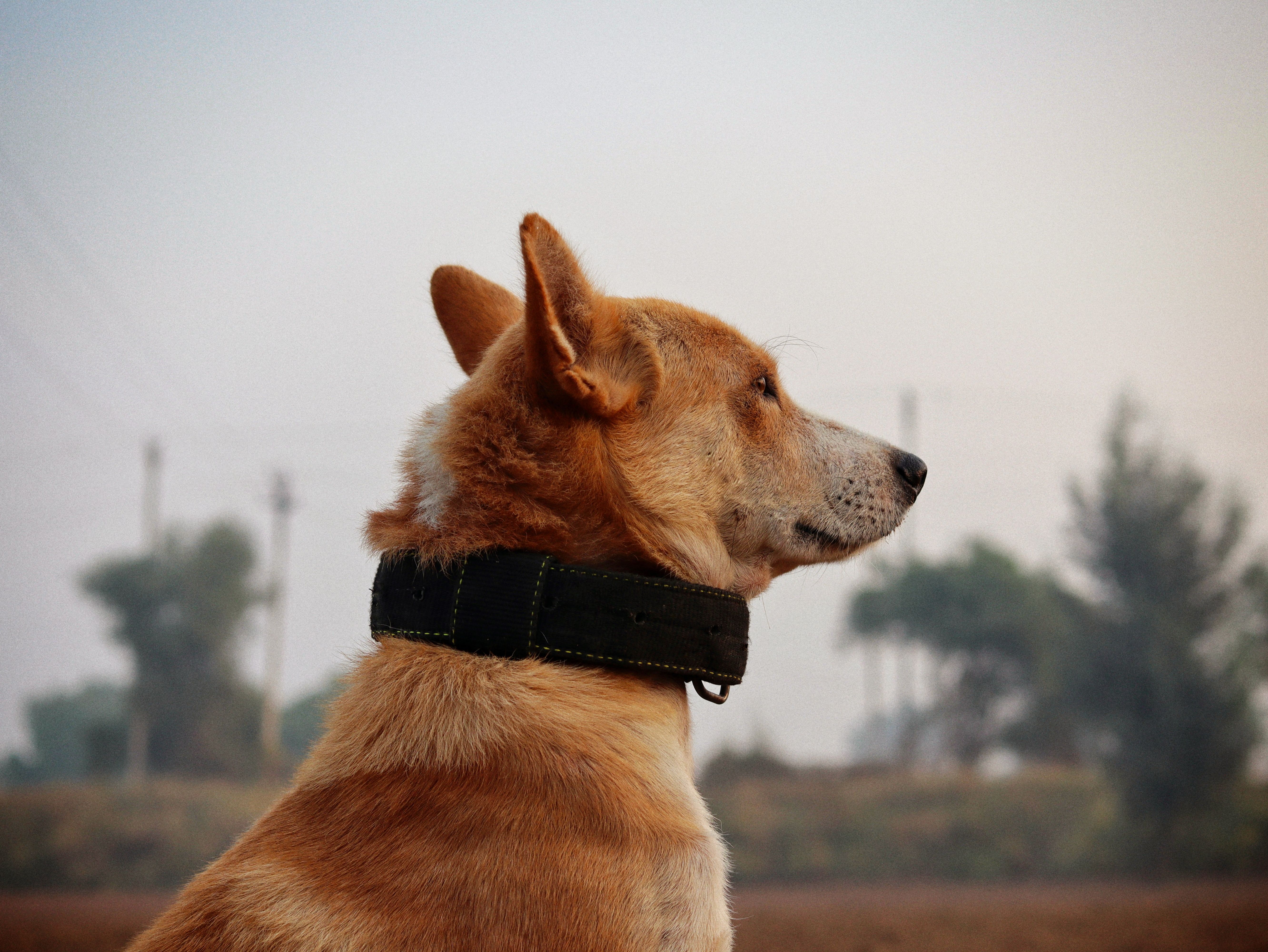 Profile of a Dog Looking into the Distance · Free Stock Photo