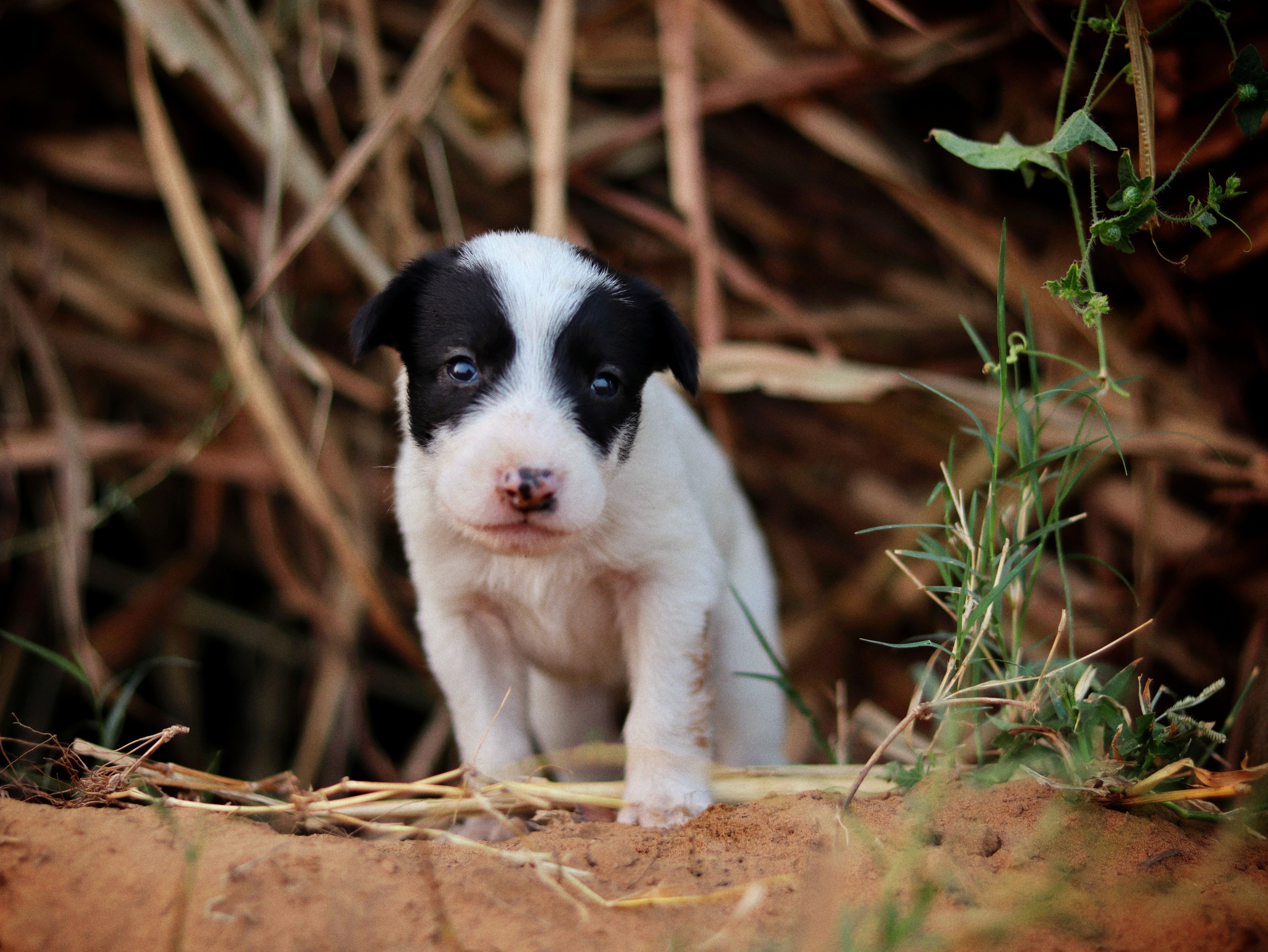Adorable Puppy in Natural Outdoor Setting · Free Stock Photo