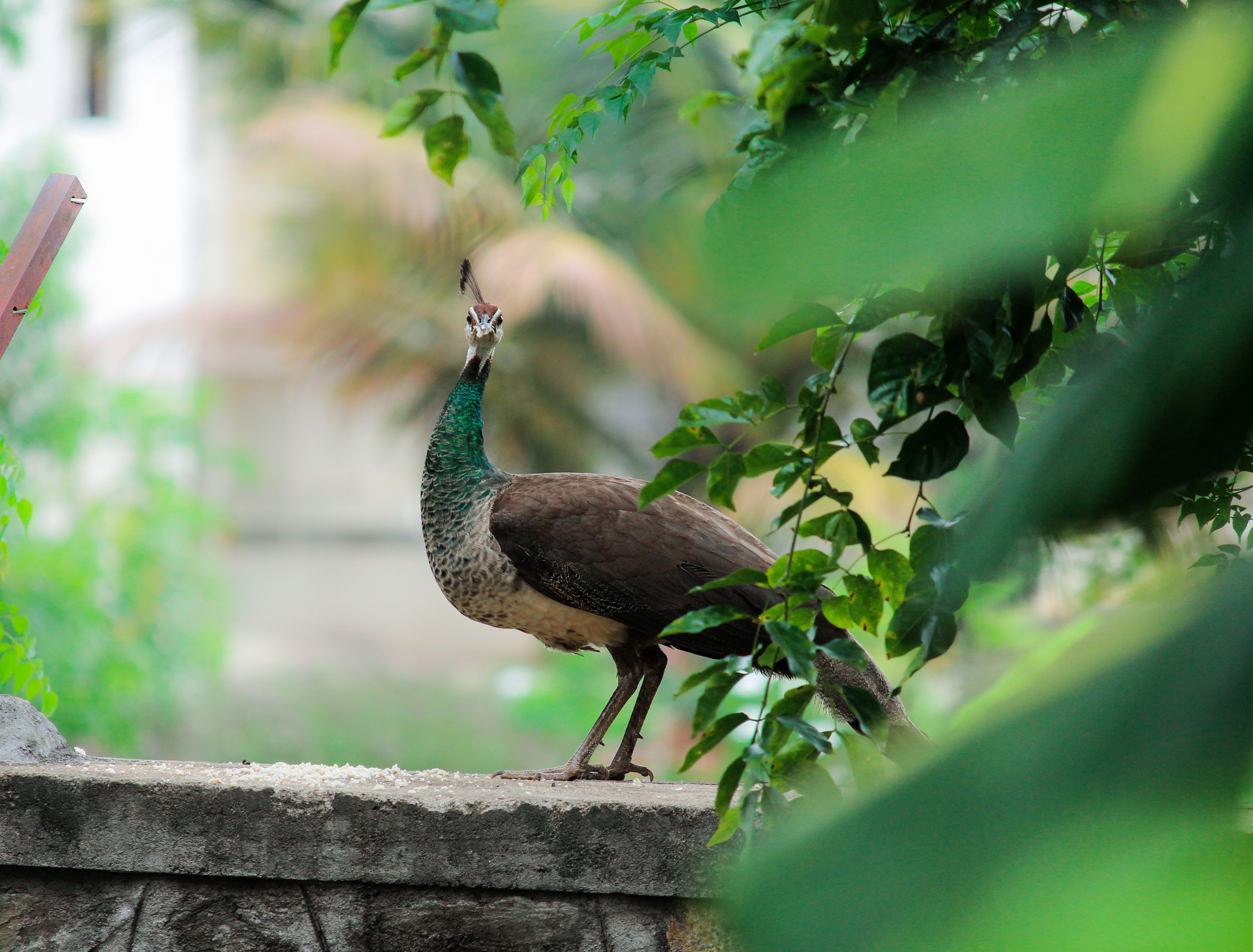 Close-up of a Peahen in Lush Greenery · Free Stock Photo