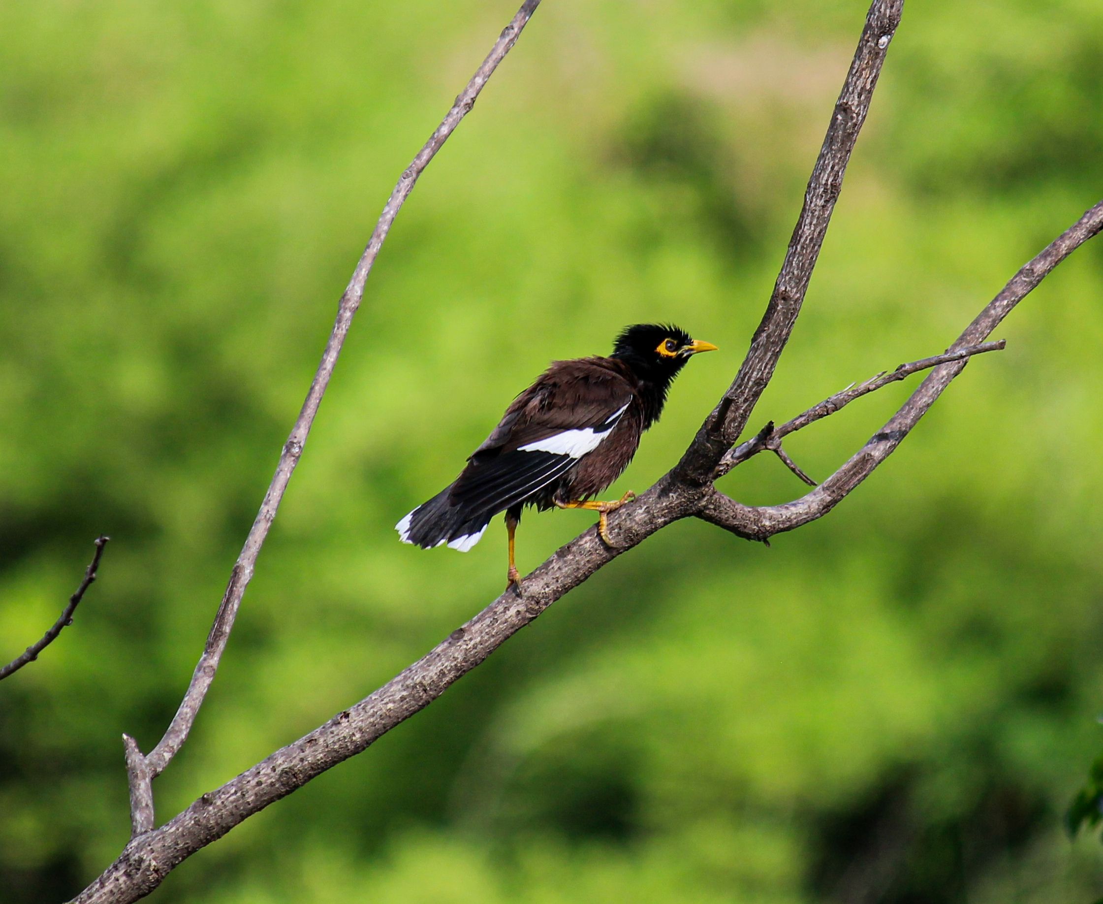 Flying Myna Photos, Download The BEST Free Flying Myna Stock Photos ...