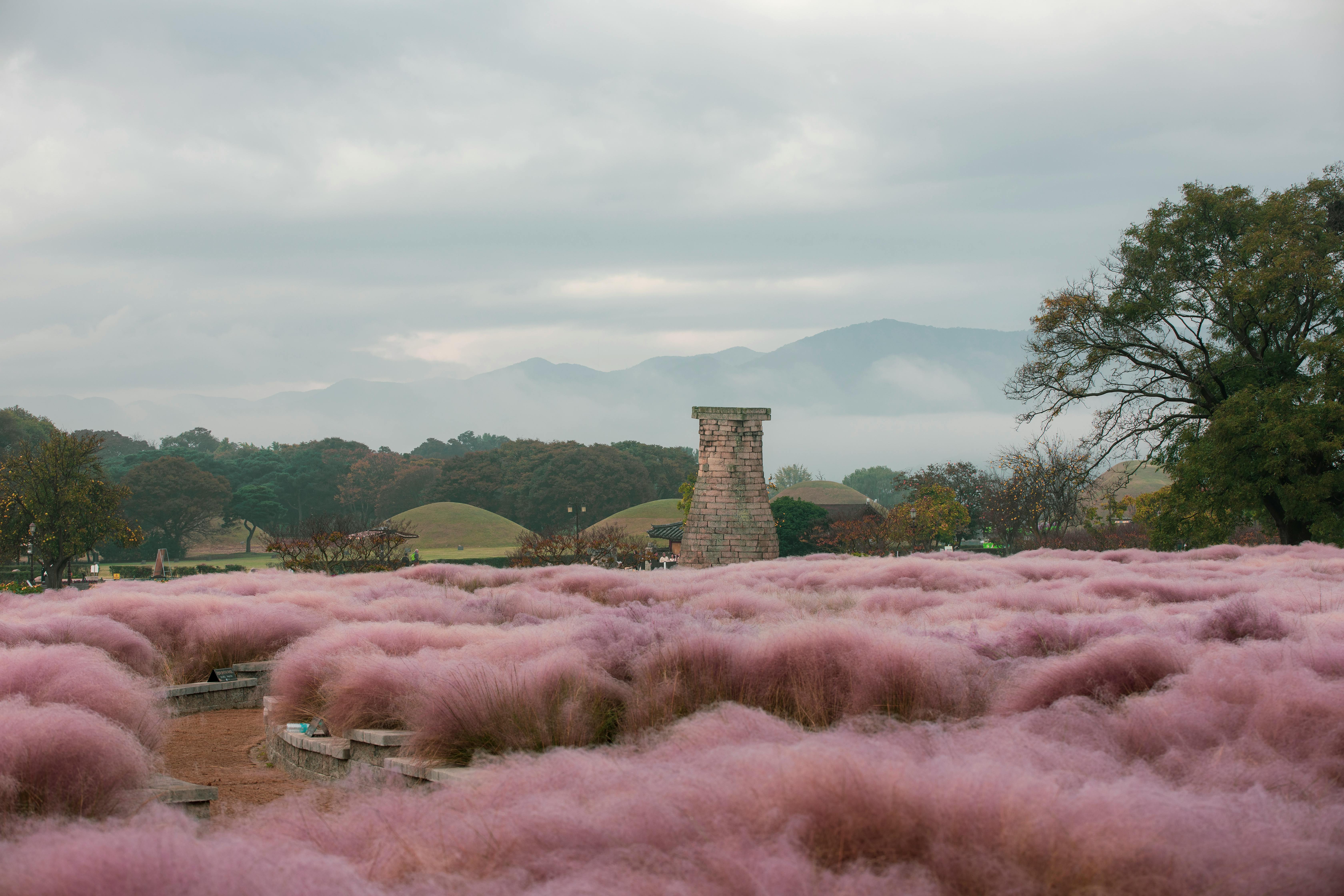 Pink Muhly Grass and Ancient Observatory · Free Stock Photo