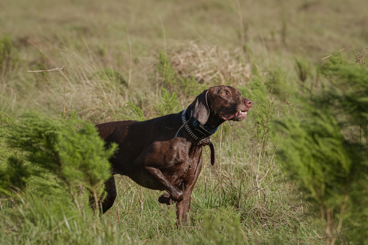 German Shorthaired Pointer Poodle Mix: A Complete Guide