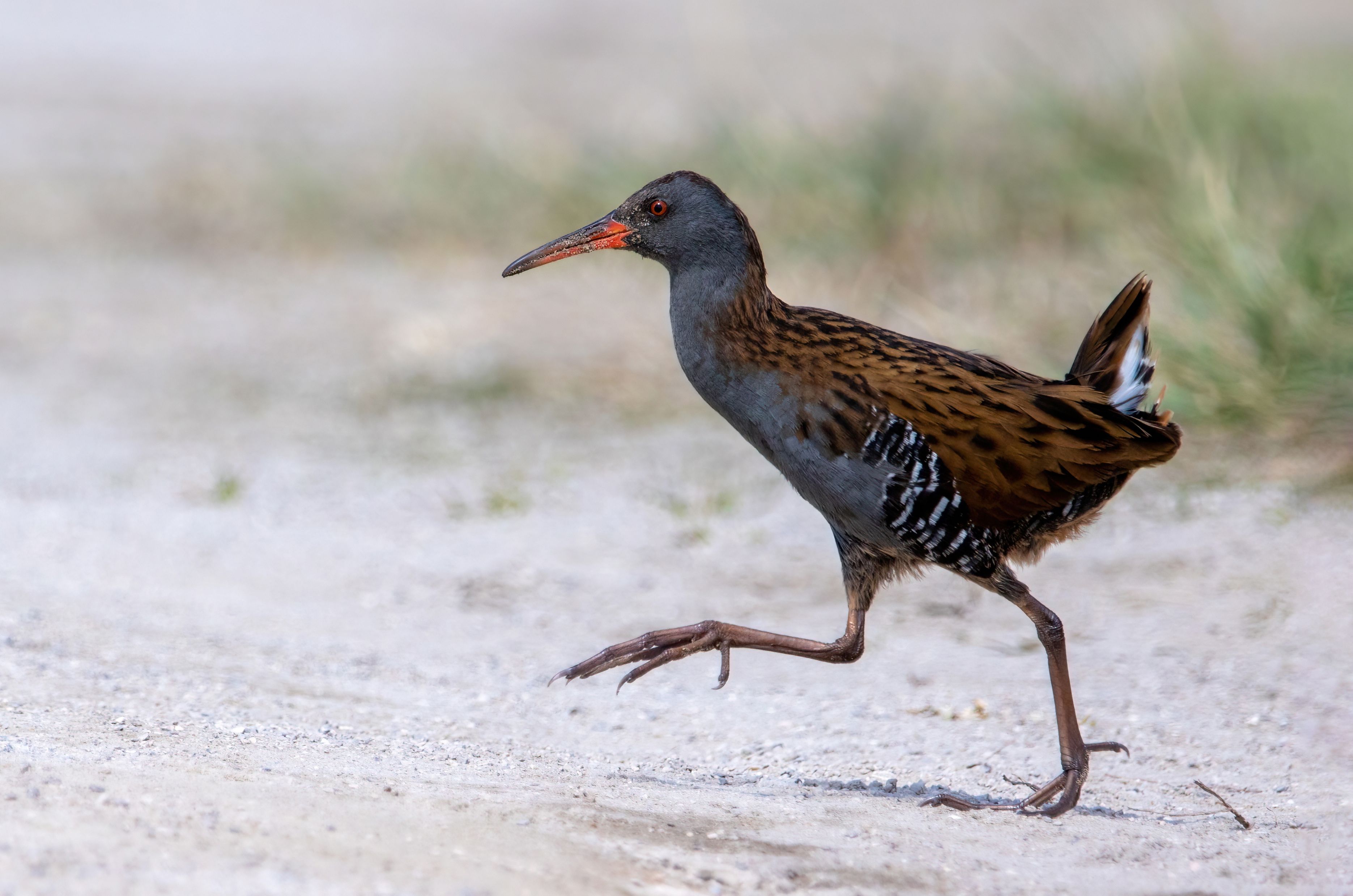 Water Rail Bird in Motion on Gravel Path · Free Stock Photo