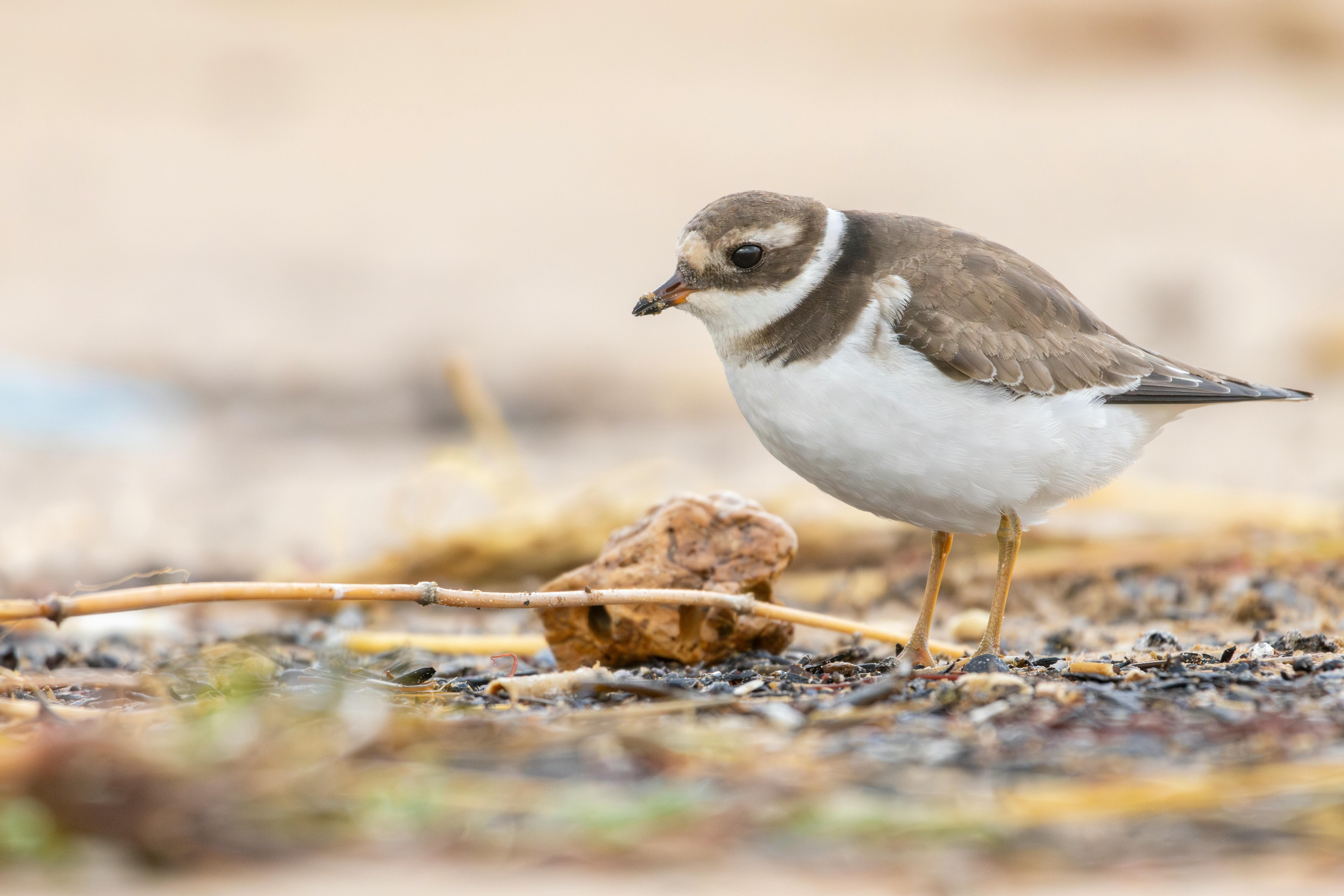 Plover Photos, Download The BEST Free Plover Stock Photos & HD Images