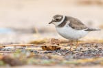 Plover Photos, Download The BEST Free Plover Stock Photos & HD Images