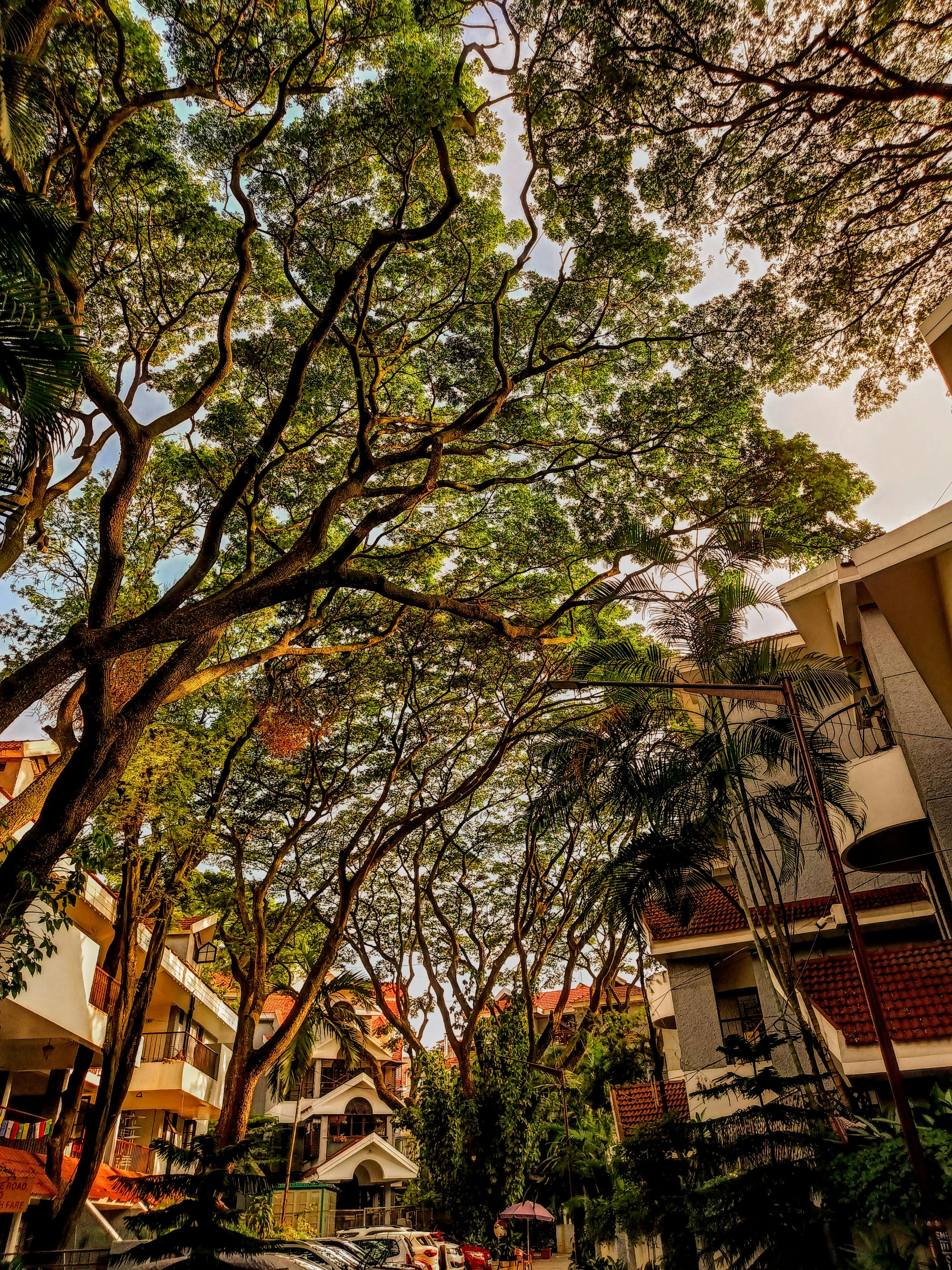 Lush Green Trees Overarching Bengaluru Street · Free Stock Photo
