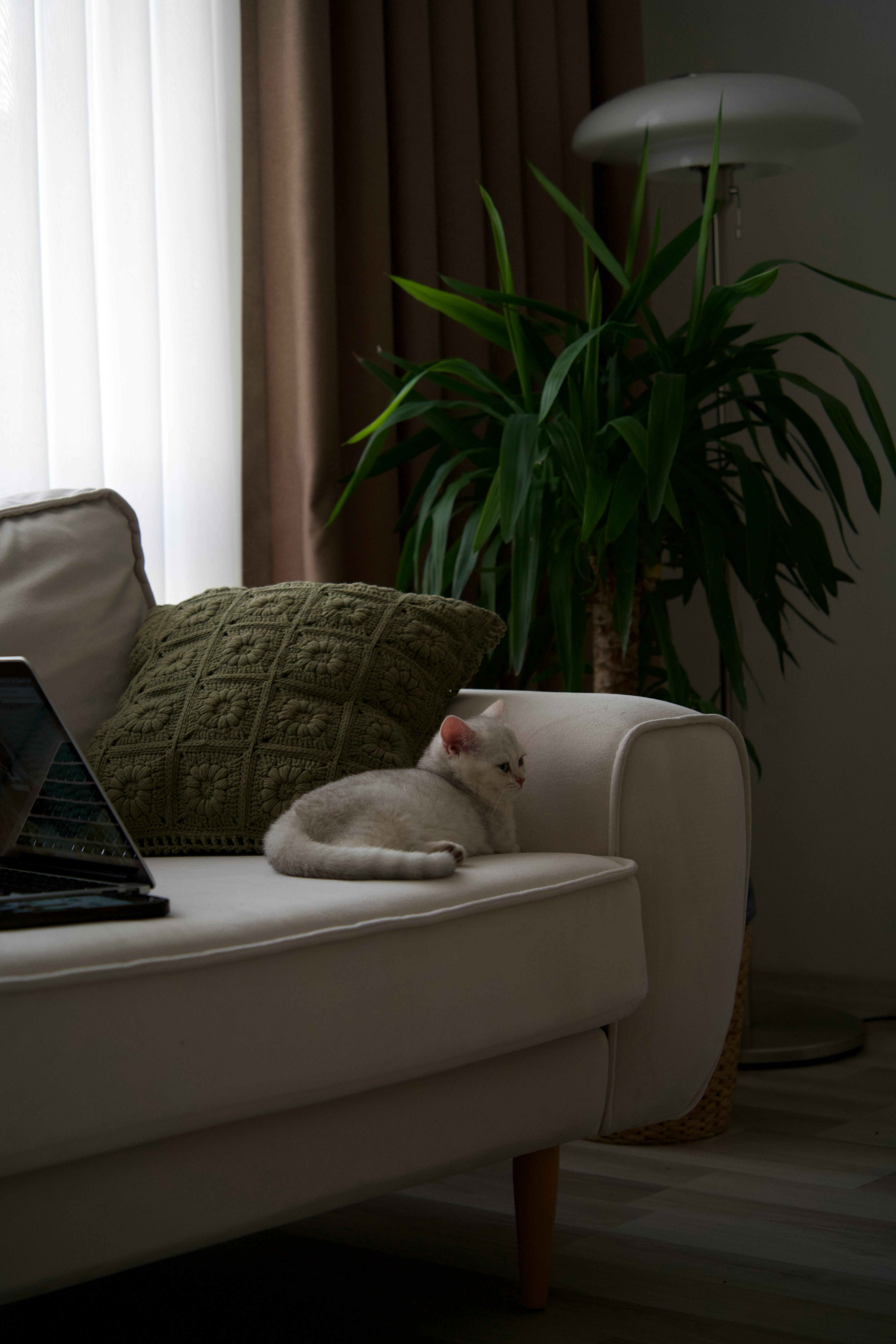 Animated Laptop Wallpaers Photos, Download The BEST Free Animated ...