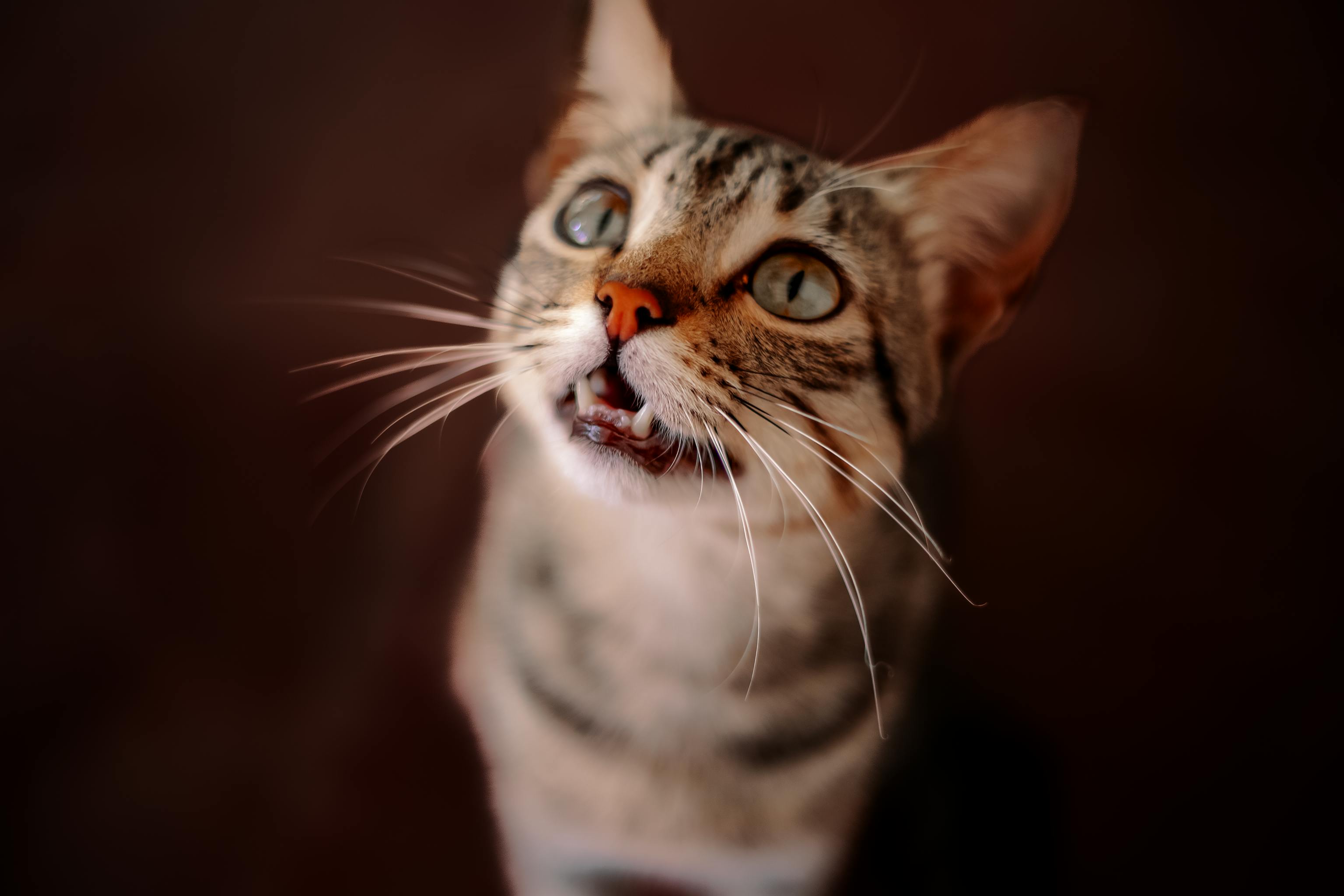 Close-Up of Adorable Tabby Cat Gazing Upwards · Free Stock Photo