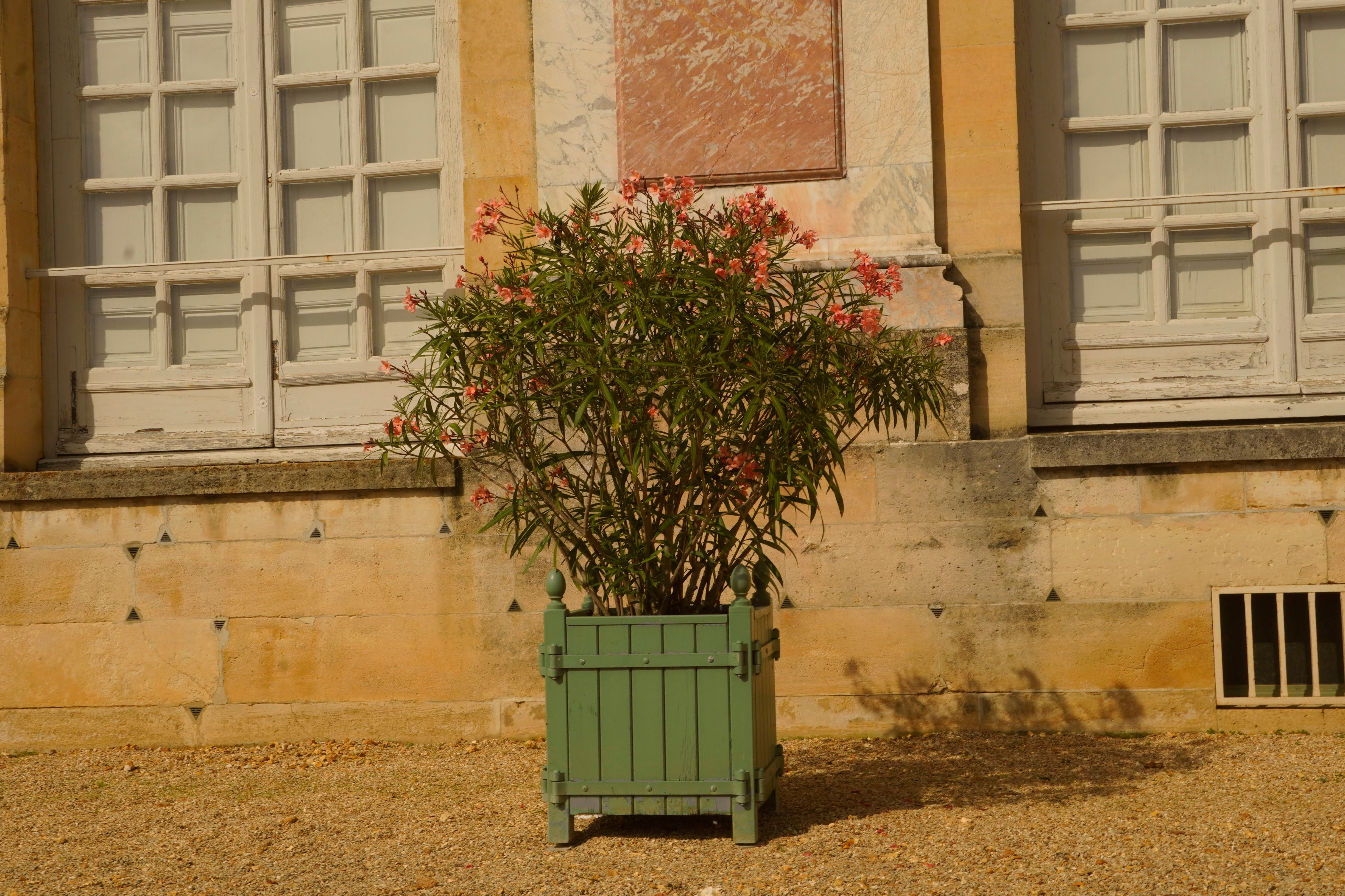 Common Oleander: How to Identify and Use in Landscaping