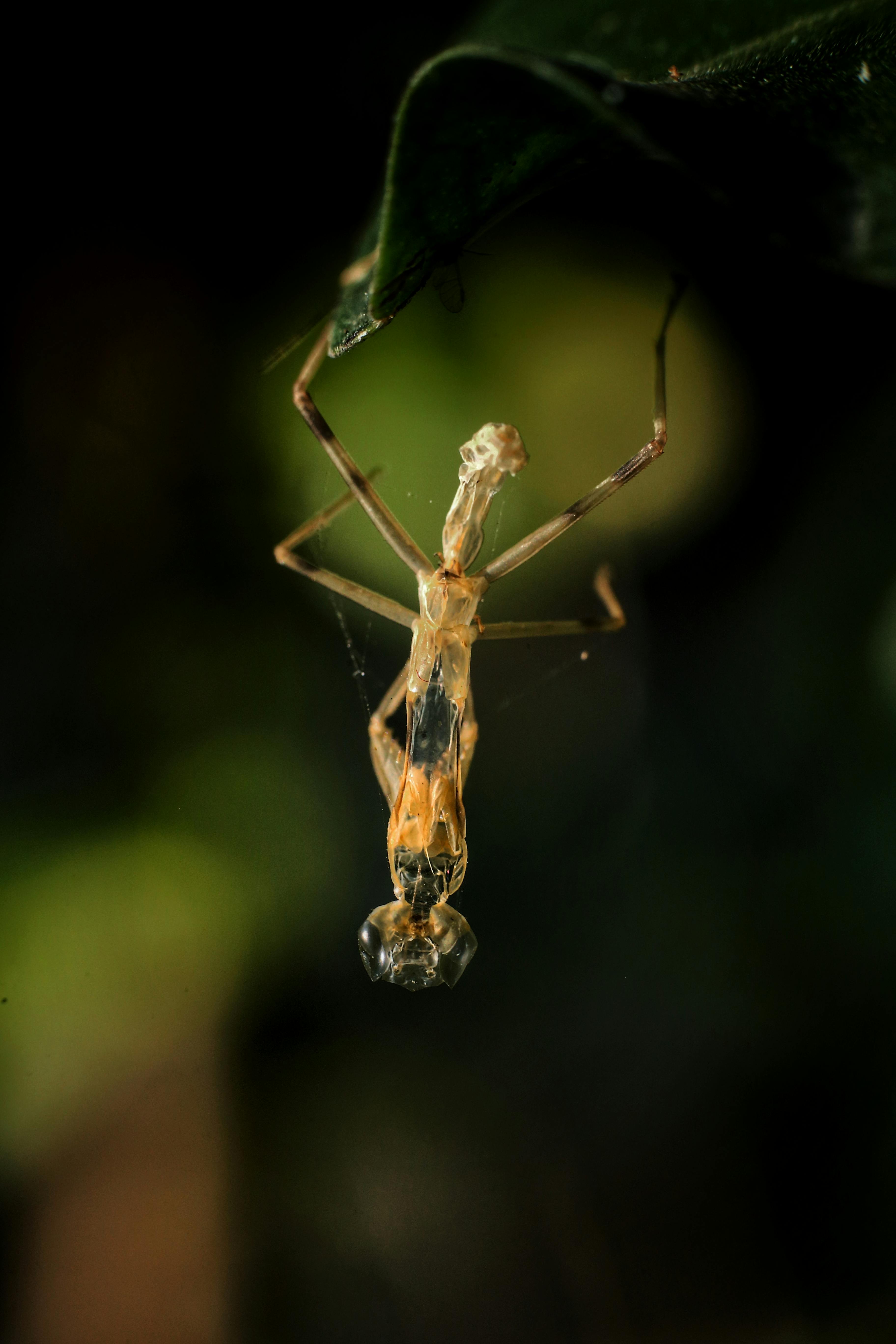 Macro Shot of an Insect Exoskeleton on a Leaf · Free Stock Photo