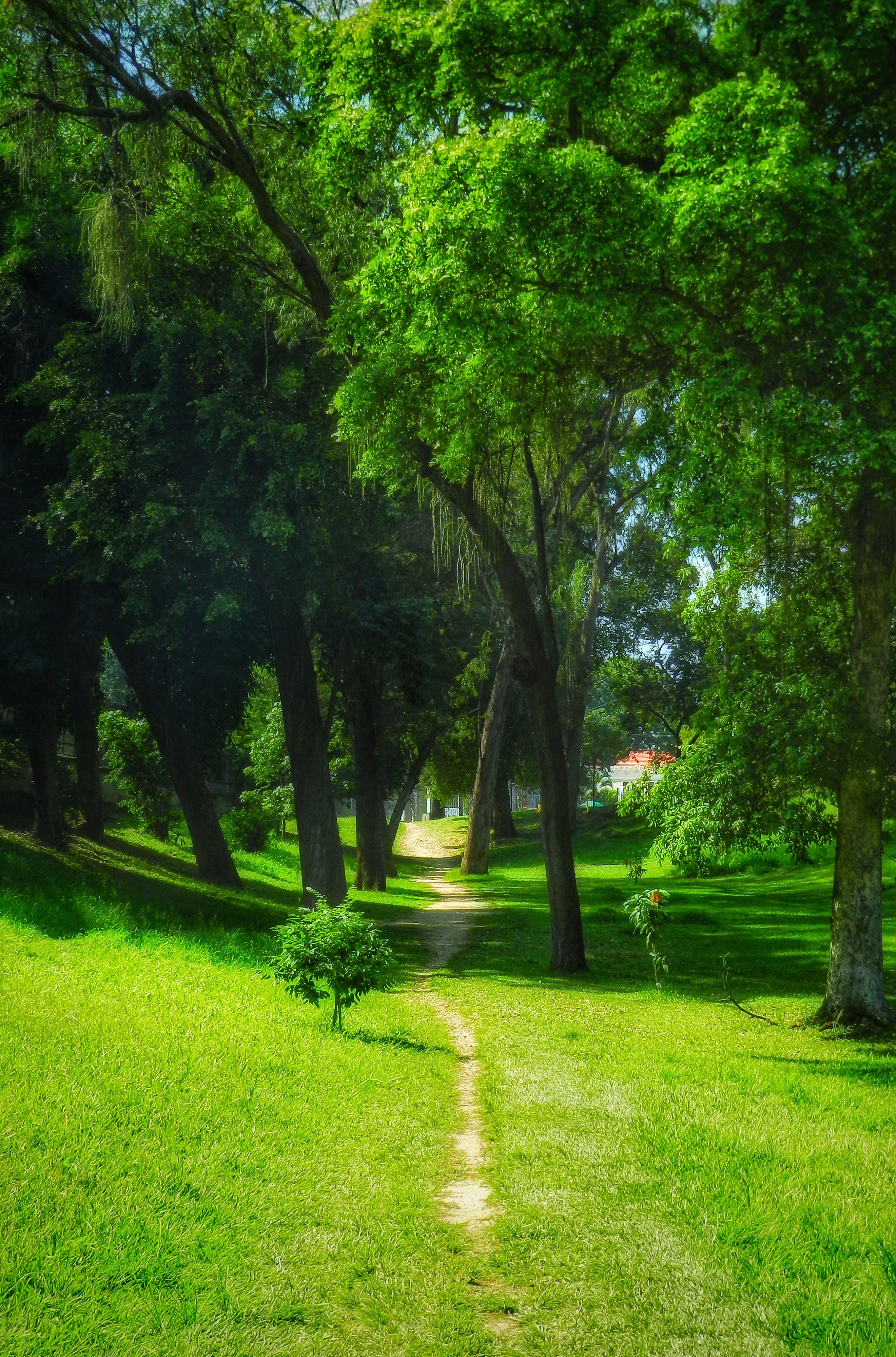 Sentier Verdoyant Dans La Forêt De Rio De Janeiro · Photo gratuite