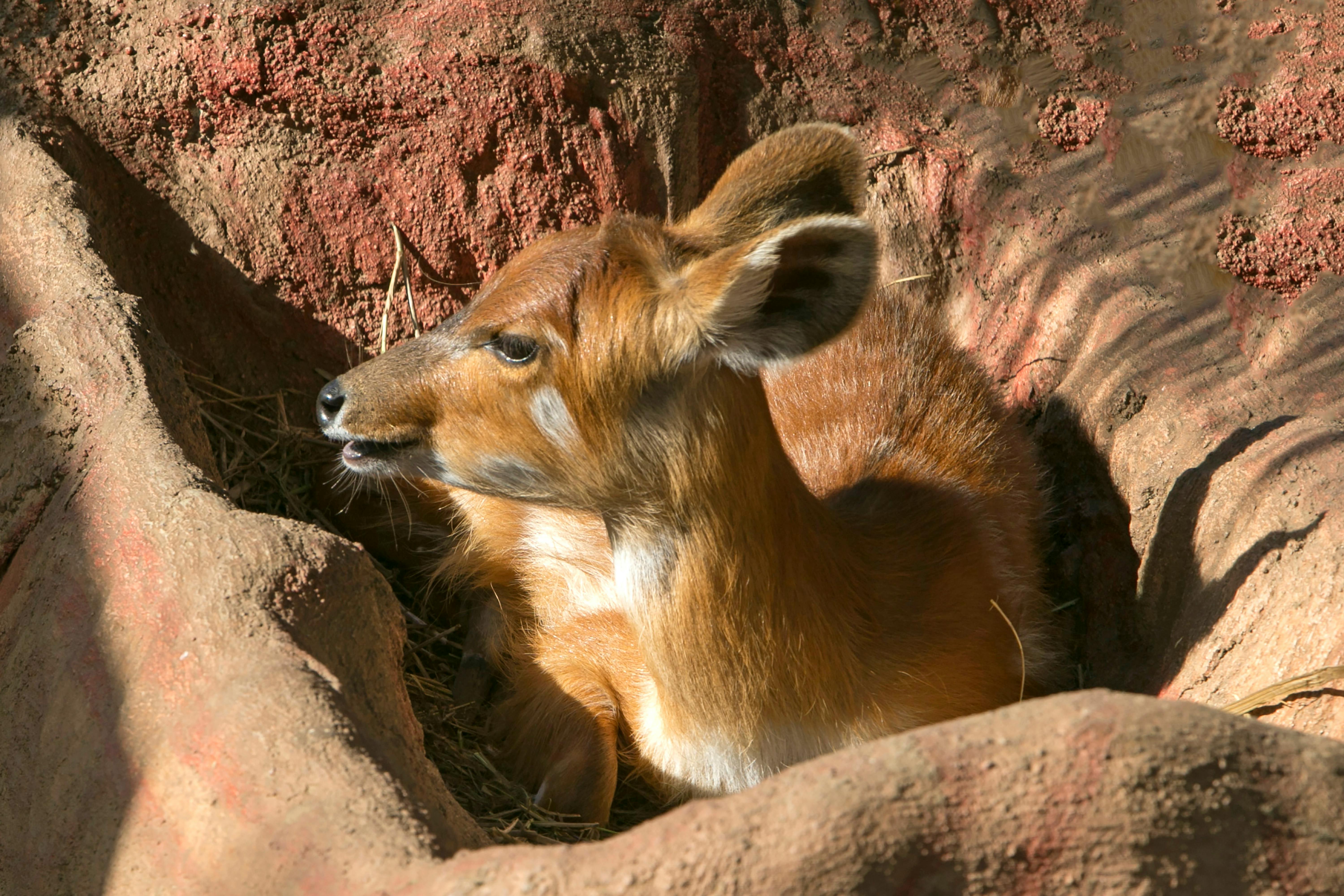 Jesus Deer Photos, Download The BEST Free Jesus Deer Stock Photos & HD ...