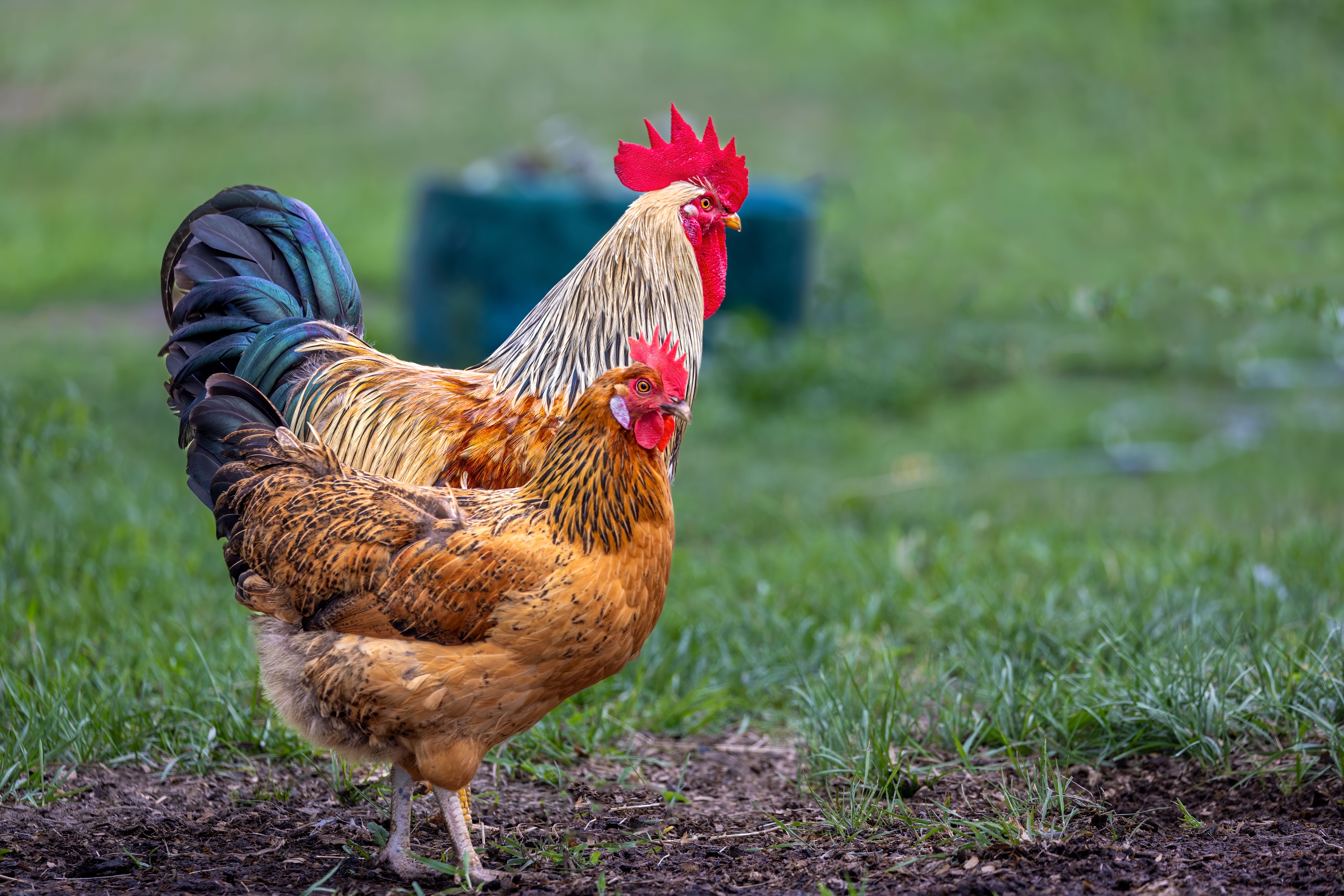 Gallo Y Gallina En Libertad En Un Pasto Verde · Foto de stock gratuita