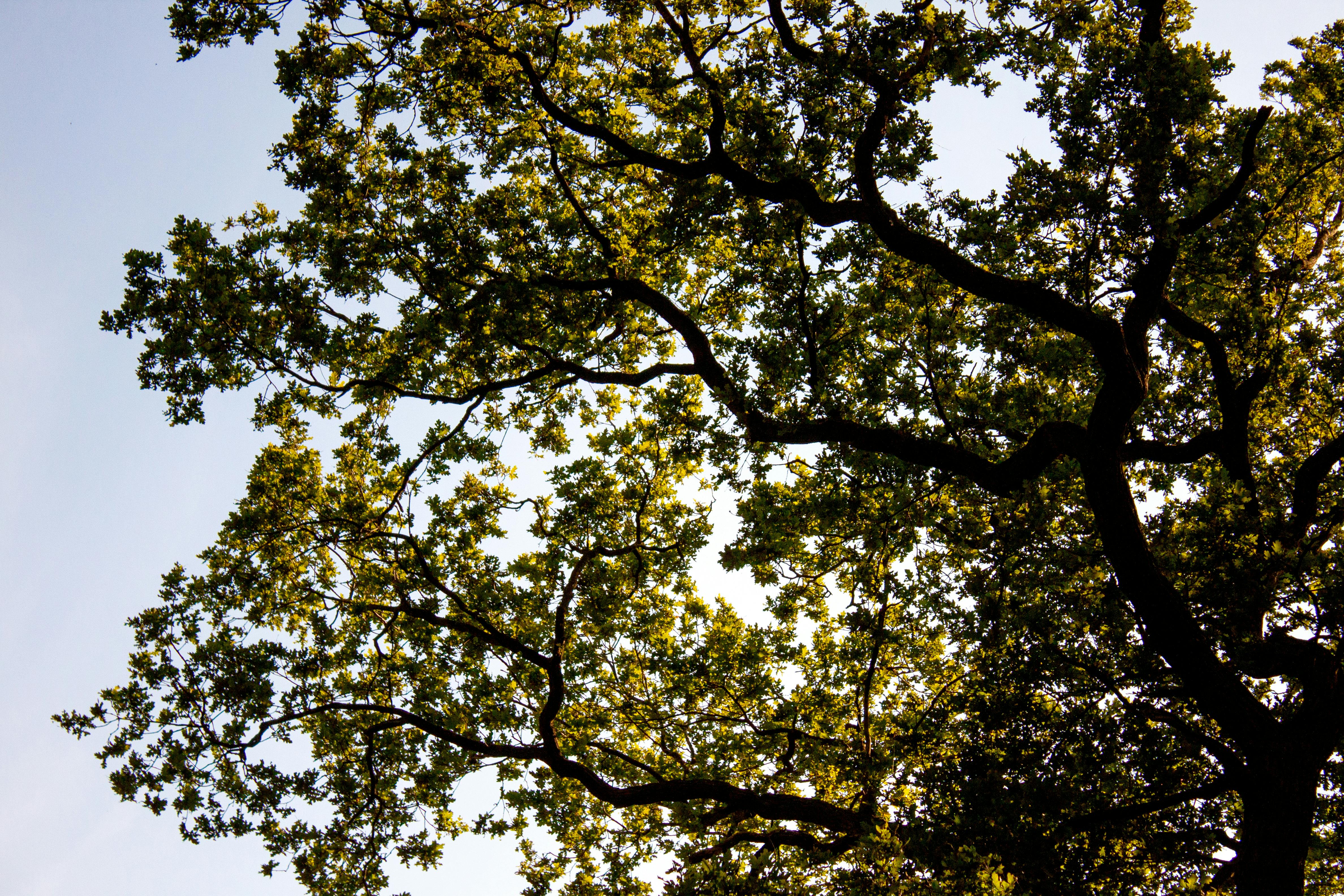 Oak Tree Canopy and Clear Blue Sky in Harlow · Free Stock Photo