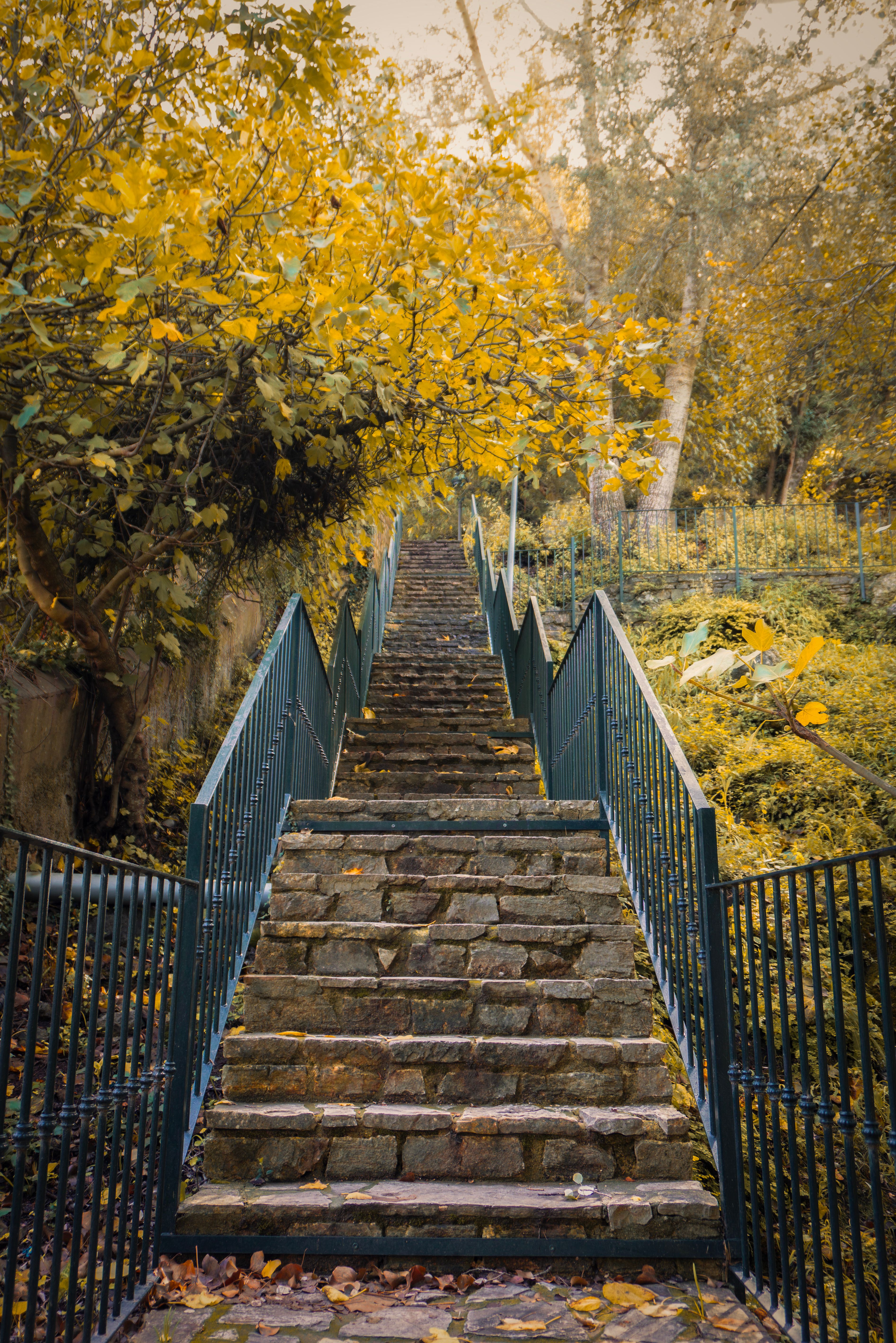 Charming Autumn Stairway in a Woodland Setting · Free Stock Photo