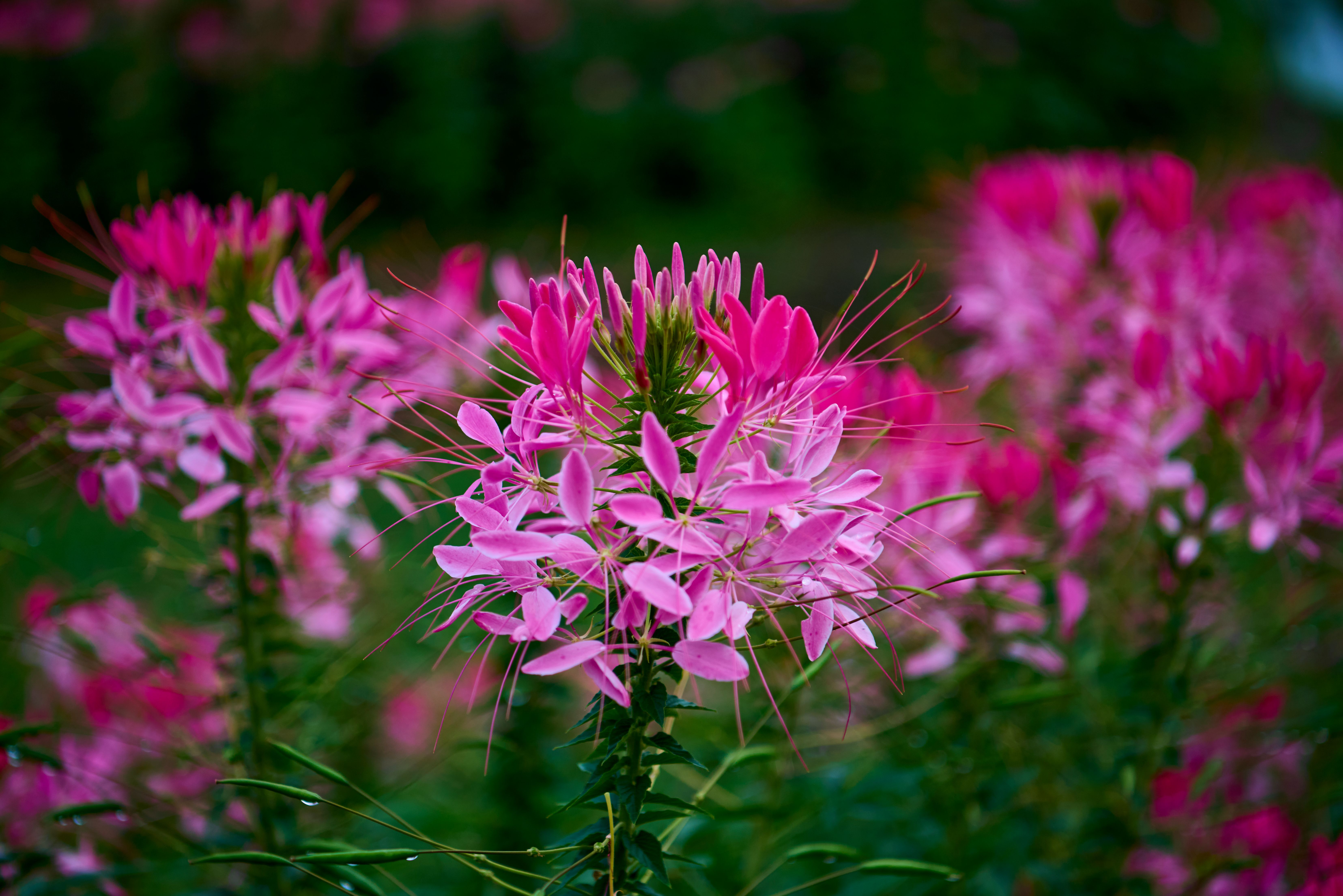 Close-up of Vibrant Pink Cleome Flowers in Bloom · Free Stock Photo