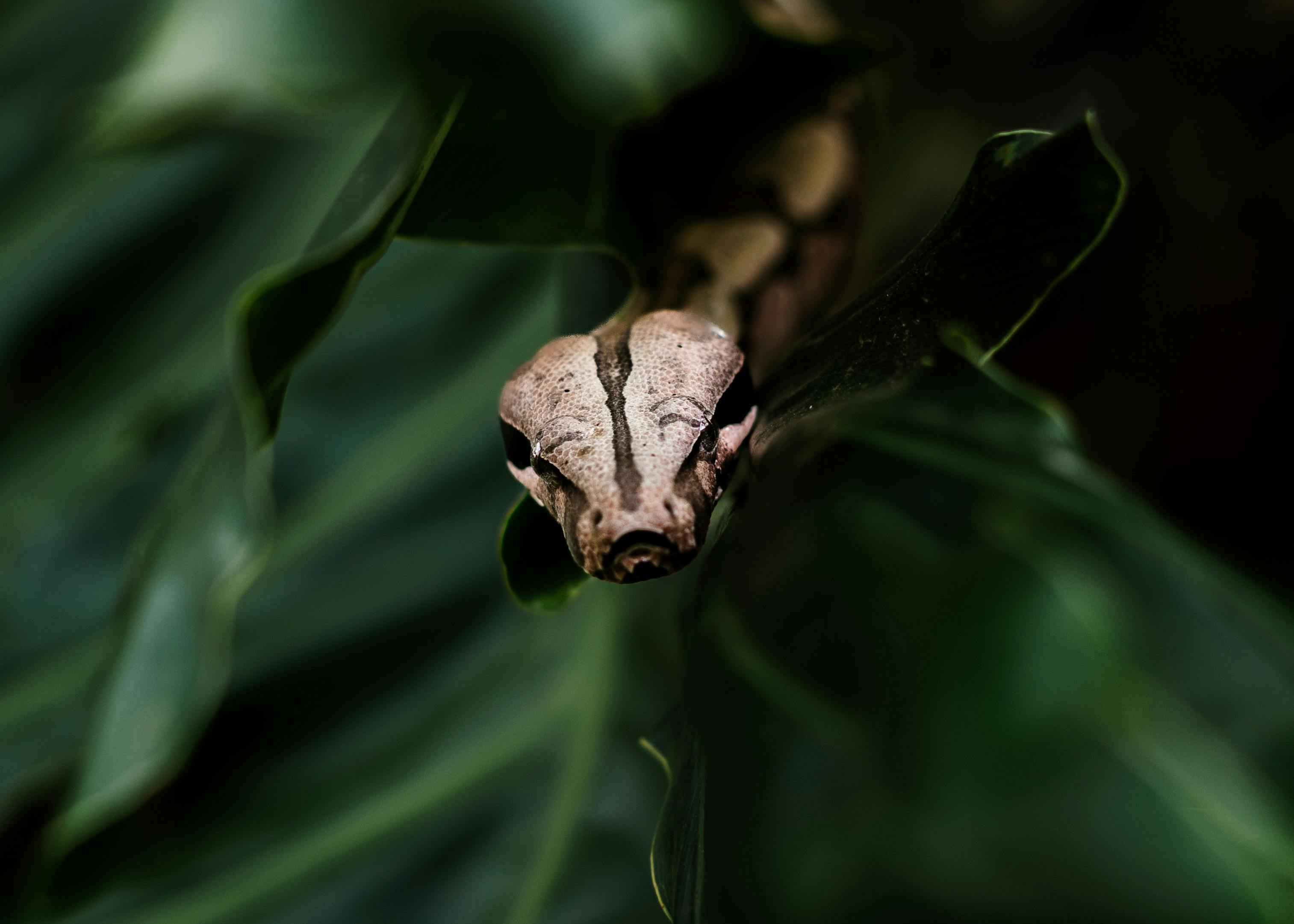 Close-Up of a Boa Constrictor Among Leaves · Free Stock Photo