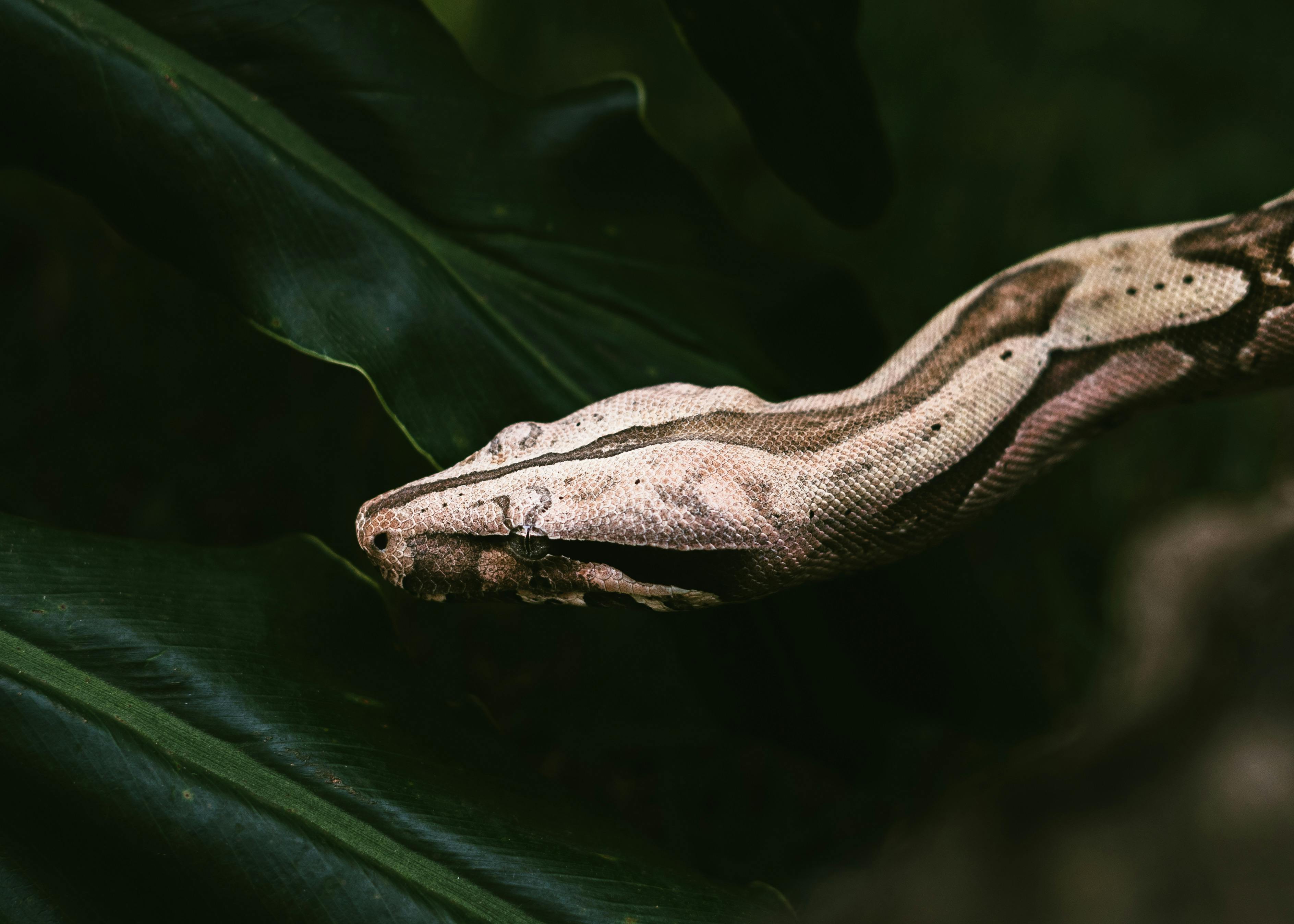A Comprehensive Guide to Rainbow Boa Constrictor Snakes