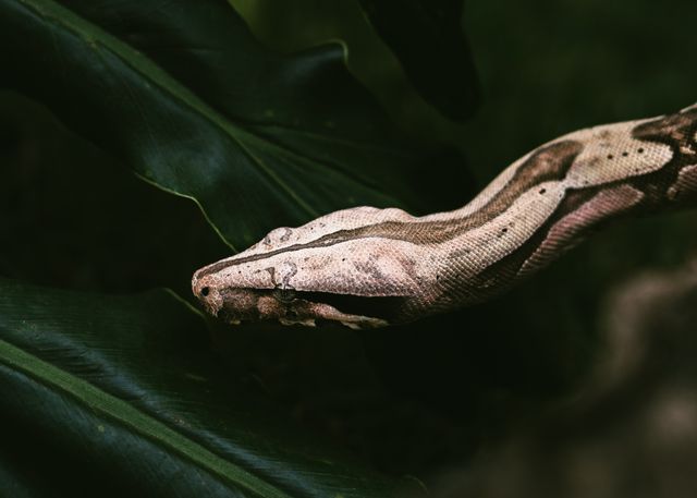 Boa Constrictor Imperator Care & Habitat Guide for Beginners