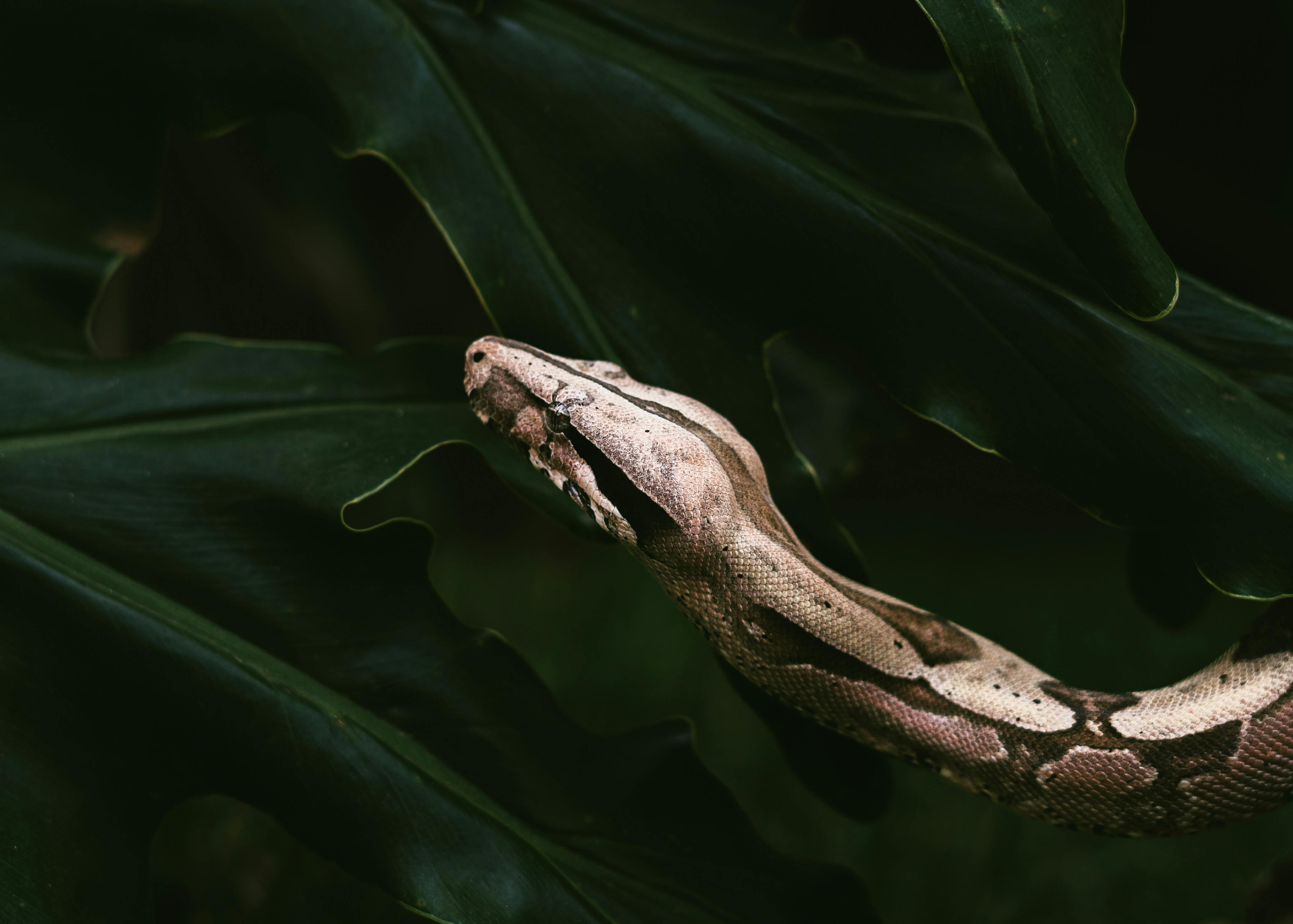 Discovering the Big Boa Constrictor Snake: Habitat & Care