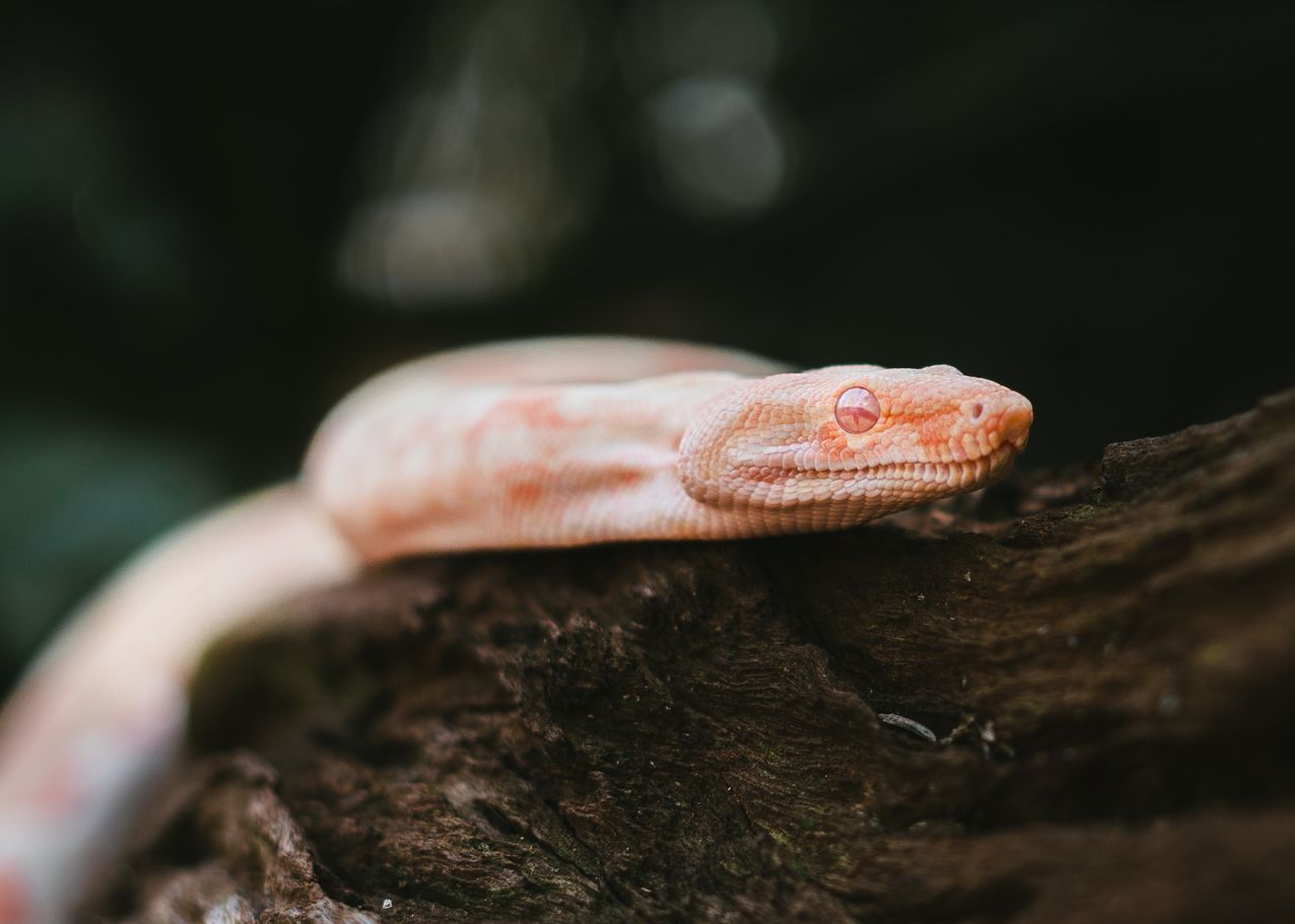 Albino California Kingsnake: Habitat, Diet, and Care Guide