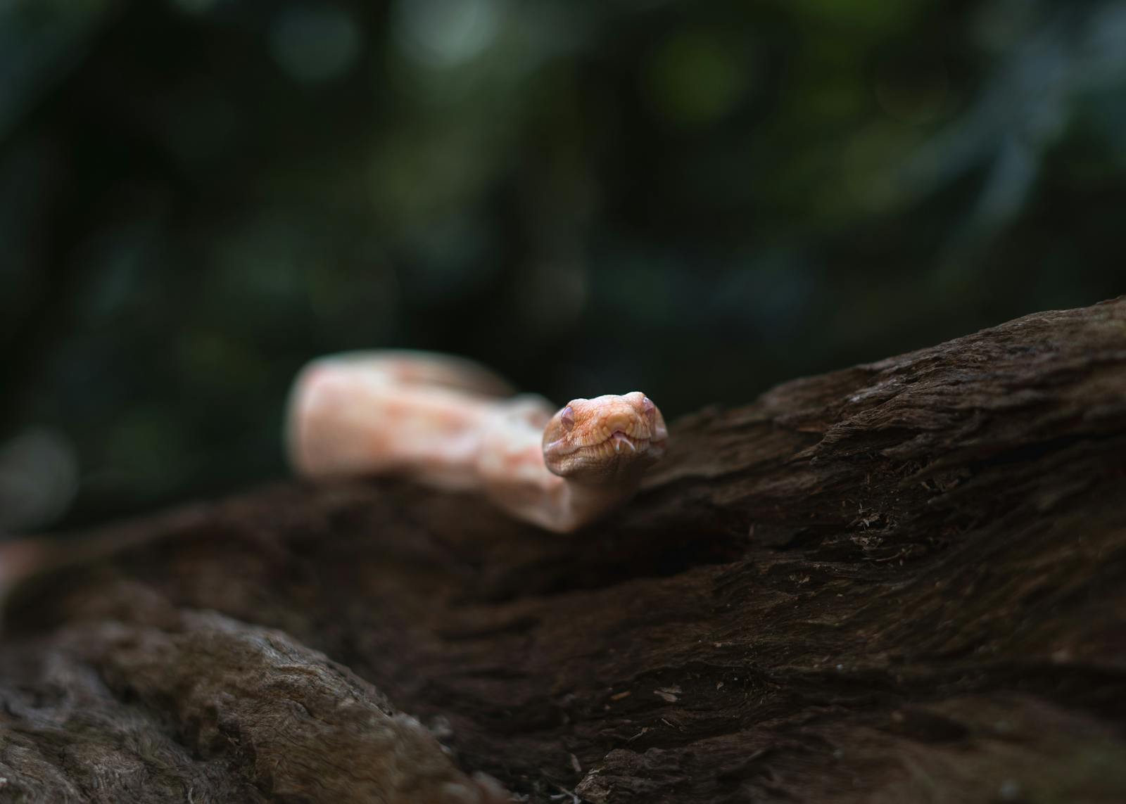 Log Footage Photos, Download The BEST Free Log Footage Stock Photos ...