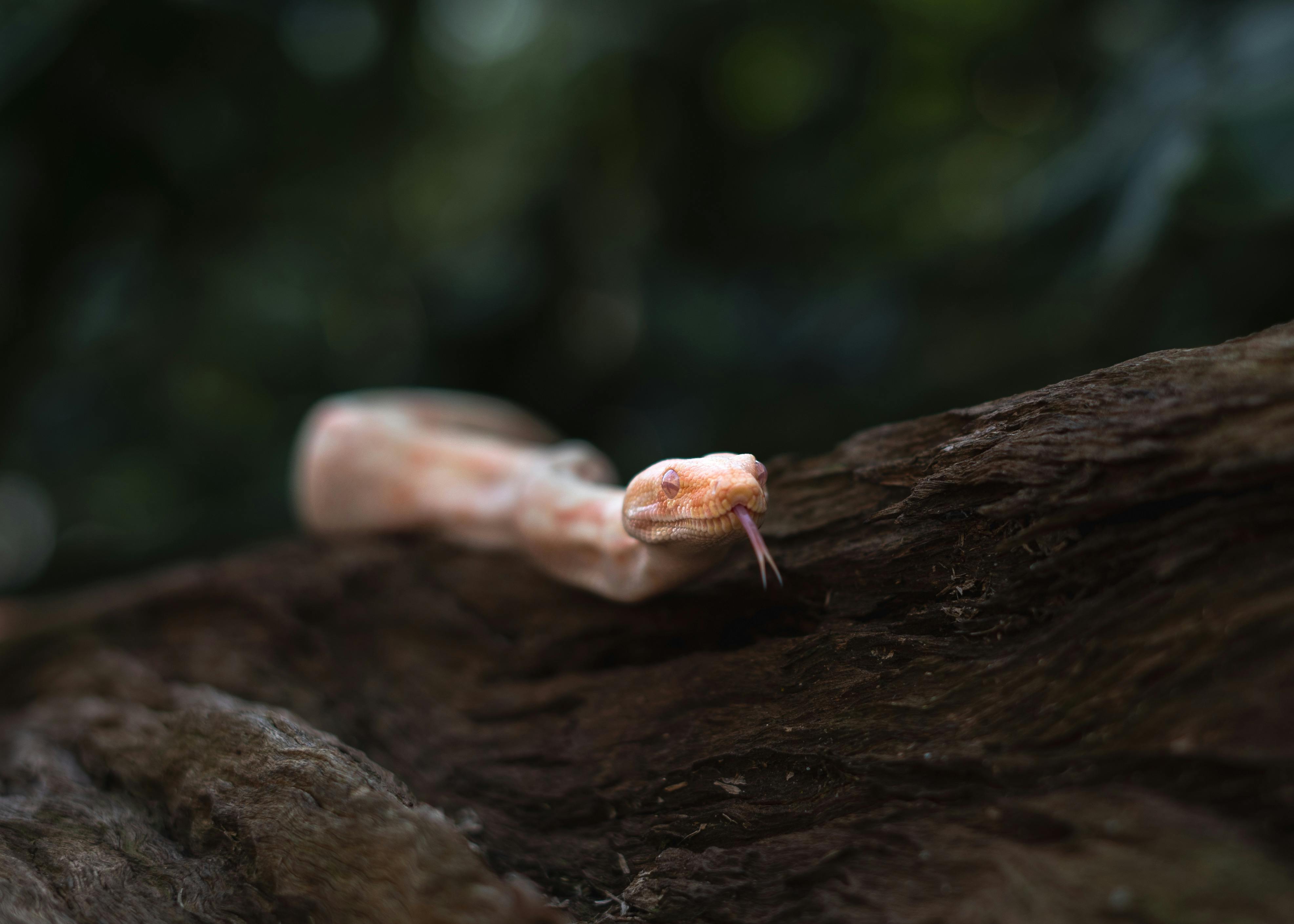 Pitón Albina En La Rama De Un árbol En La Jungla · Foto de stock gratuita