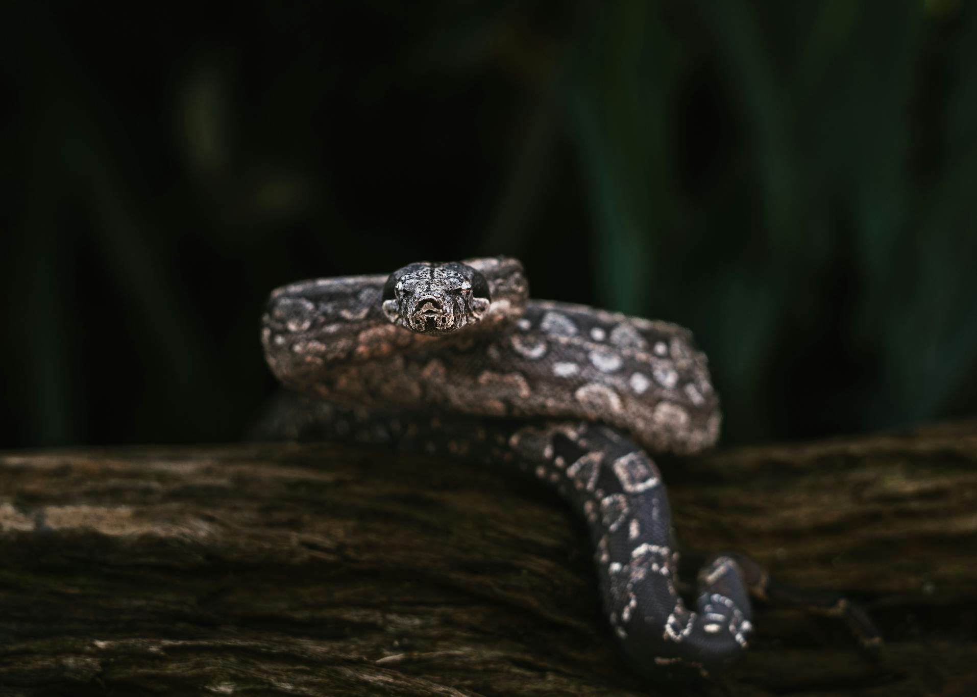 Boa Constrictor Imperator Care & Habitat Guide for Beginners