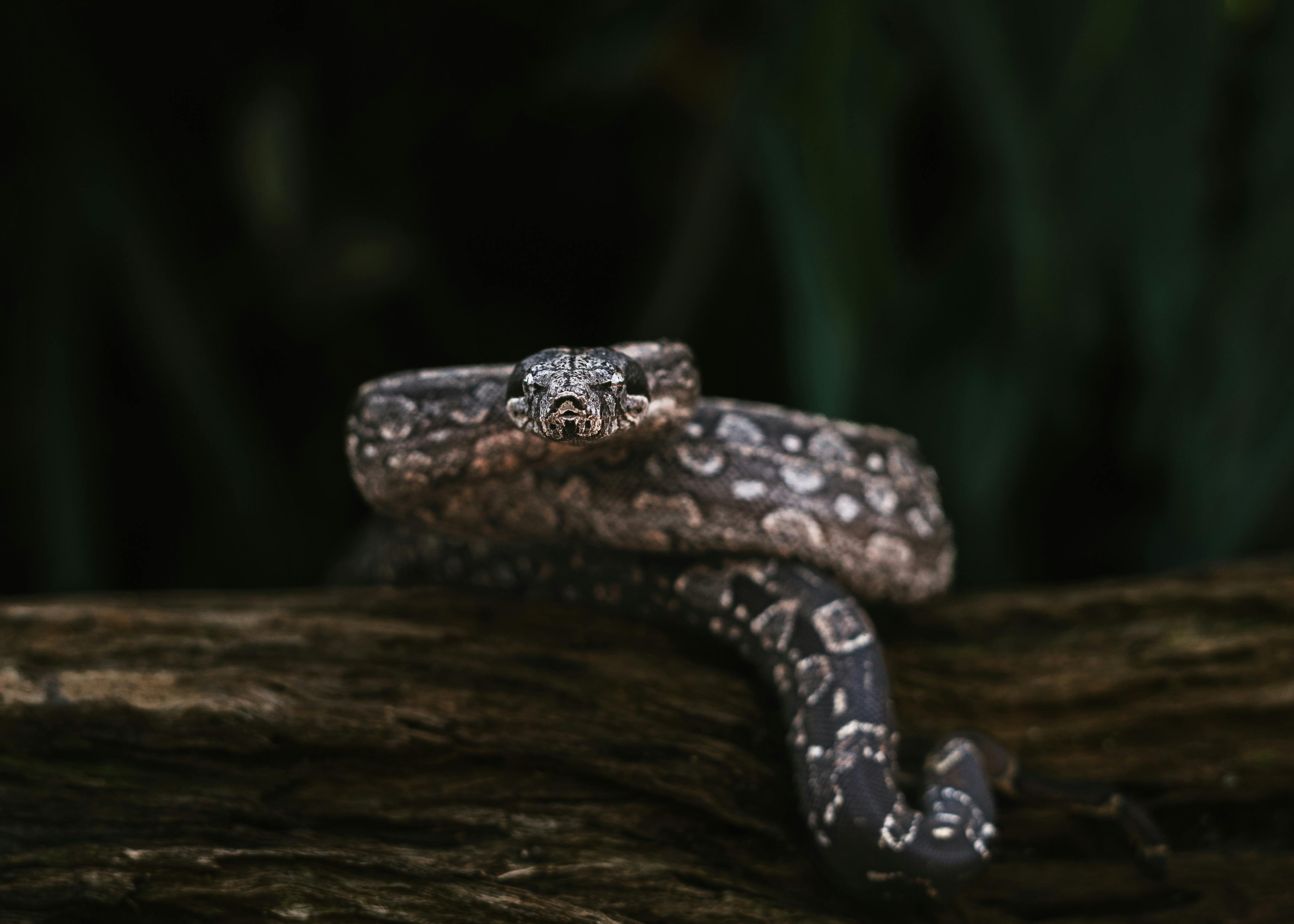 Primo Piano Del Serpente Boa Constrictor In Natura · Immagine gratuita