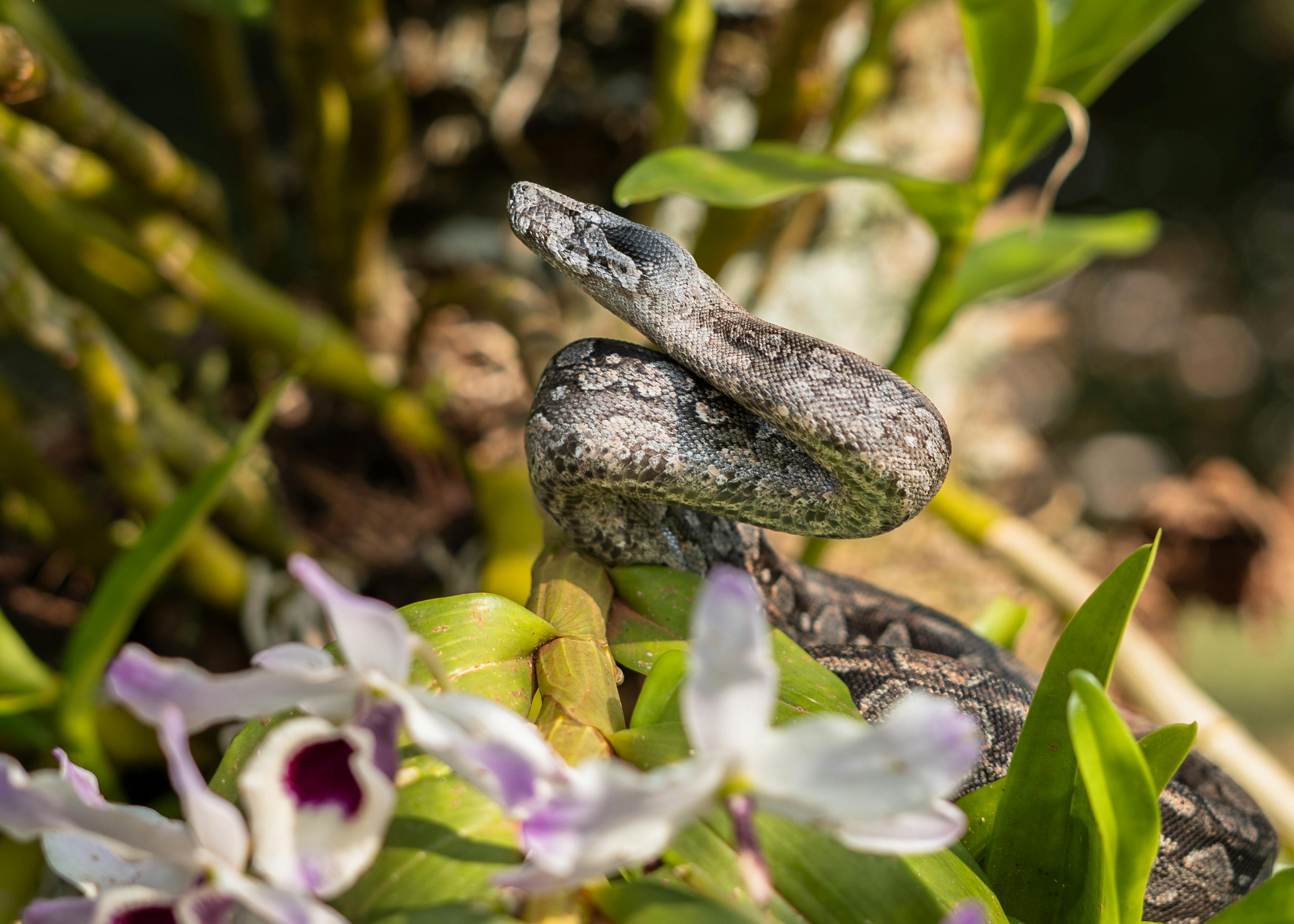 Close-up of a Snake in Tropical Flora · Free Stock Photo
