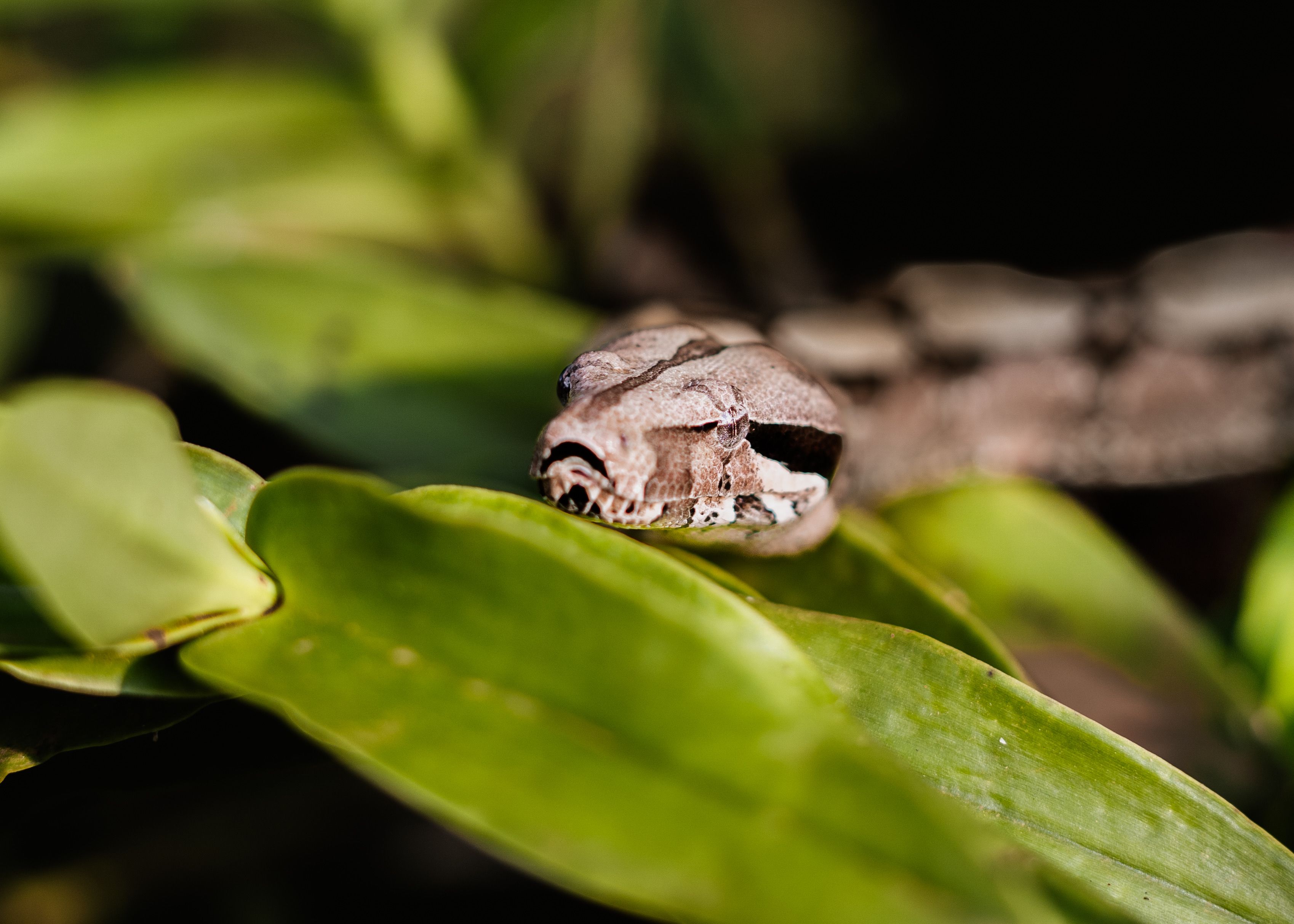 Close-up of a Boa Constrictor in Tropical Environment · Free Stock Photo