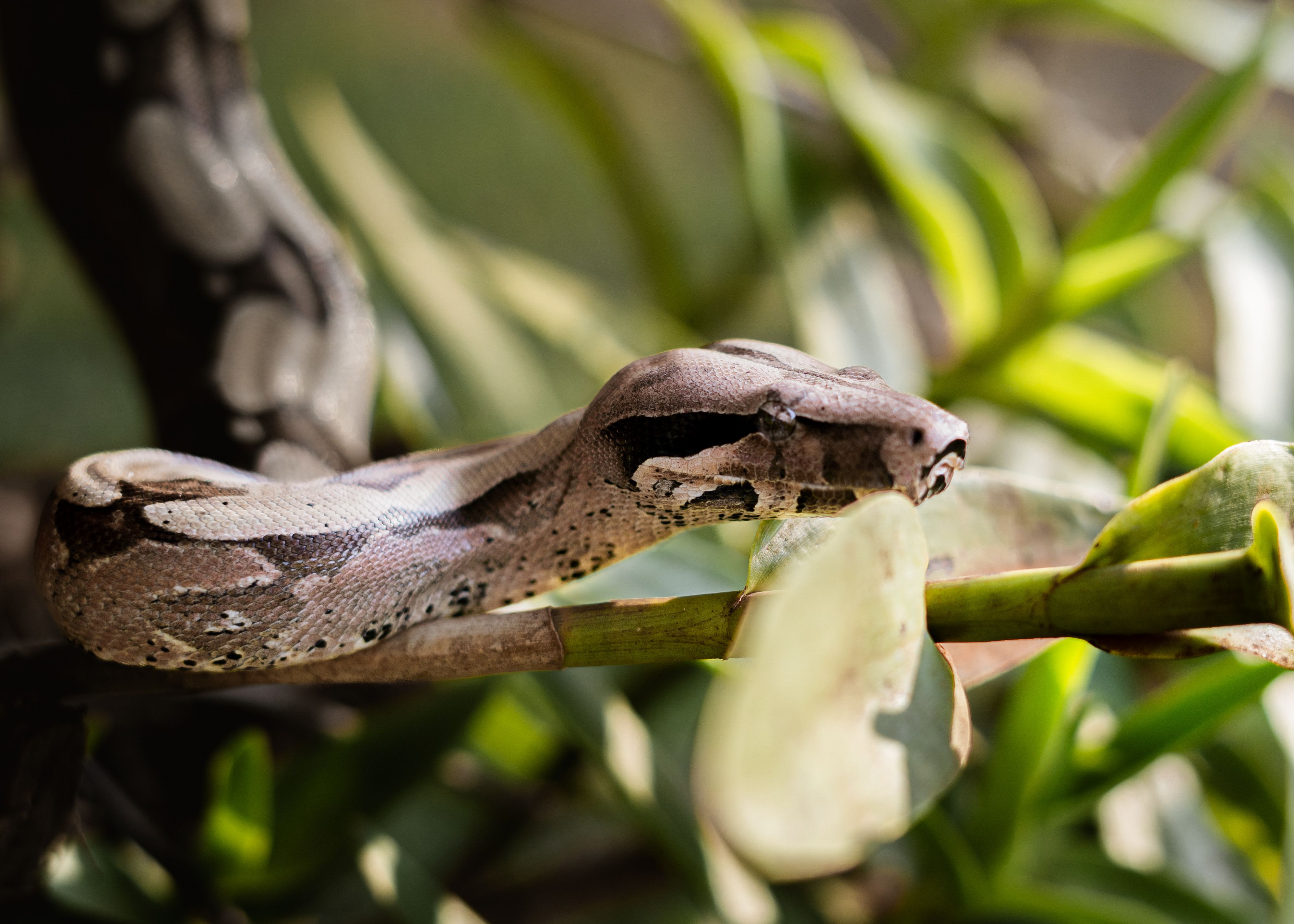 Close-up of a Boa Constrictor on a Branch · Free Stock Photo