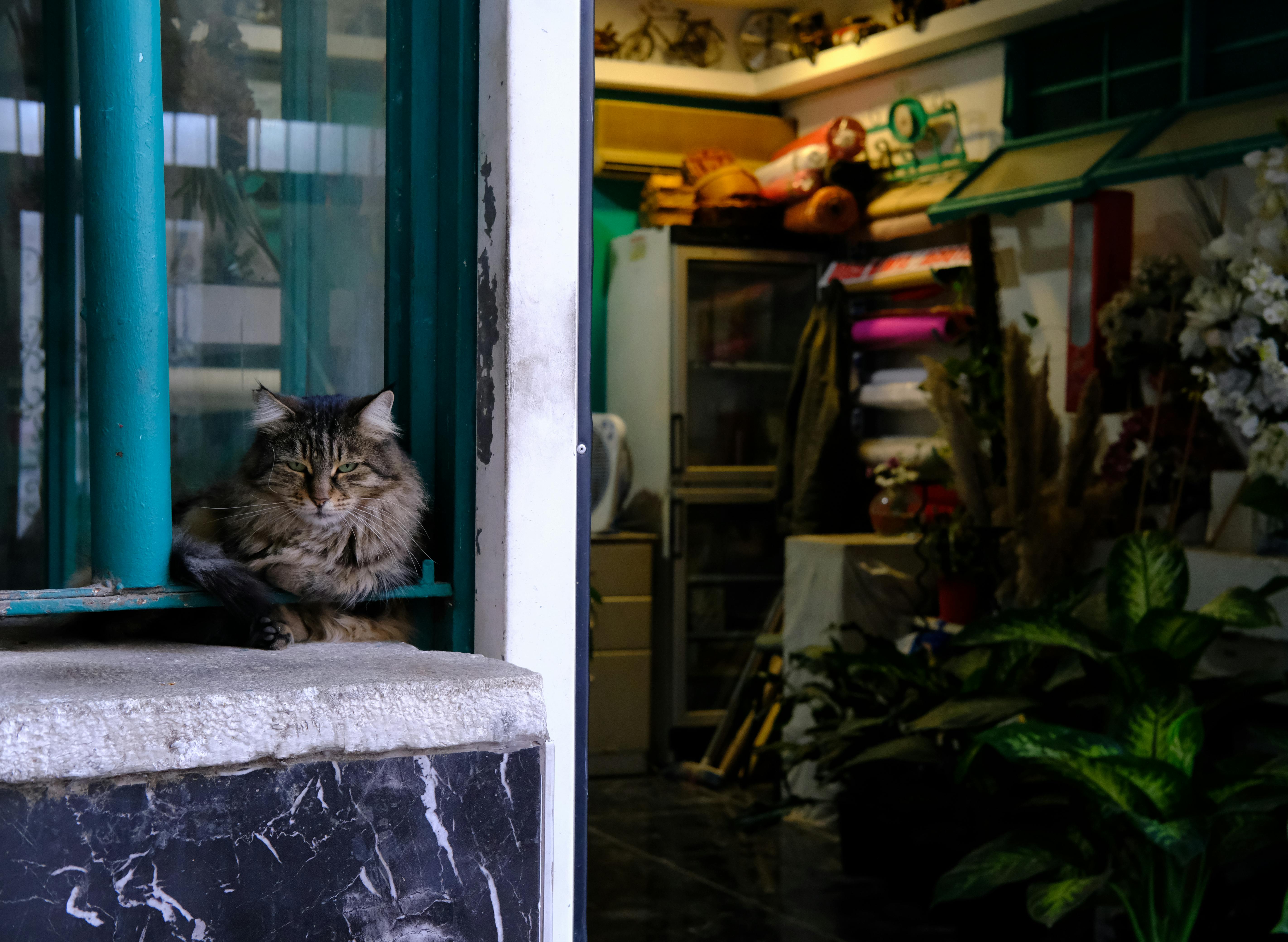 Cozy Cat Resting by Storefront Window in Adana · Free Stock Photo