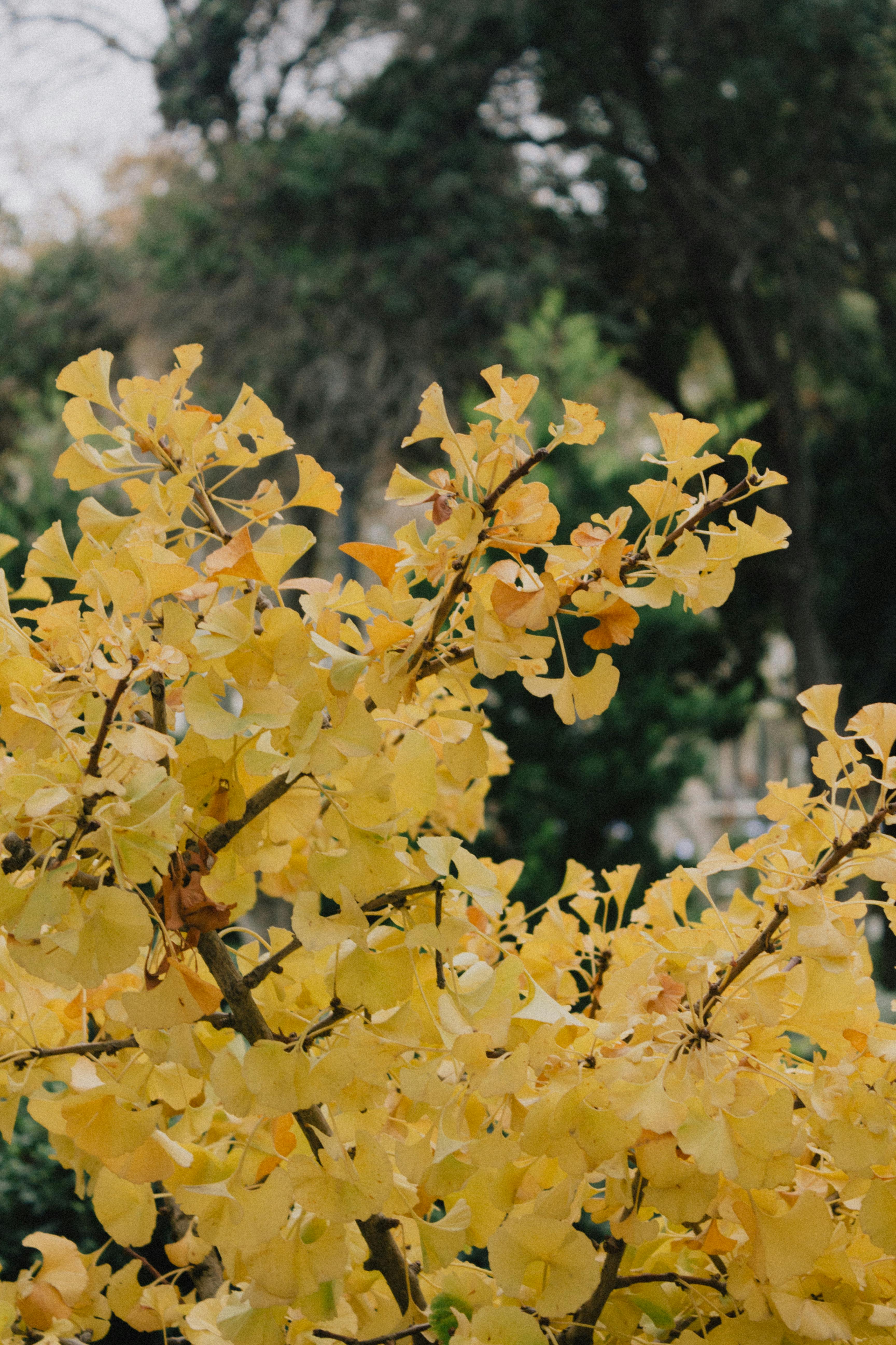 Golden Ginkgo Tree in an Autumn Park · Free Stock Photo