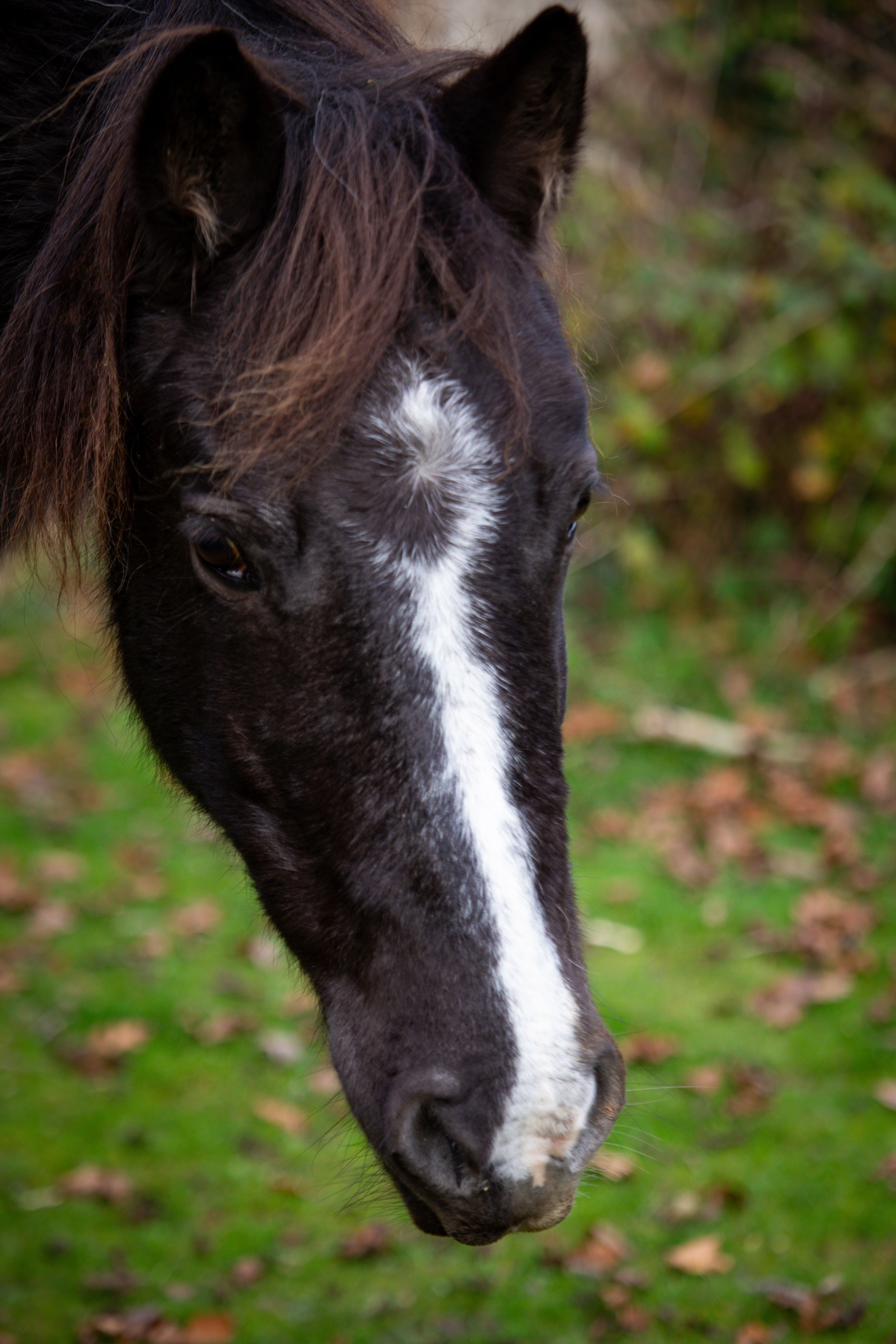 Close-up of a Black Pony in Bournemouth Park · Free Stock Photo
