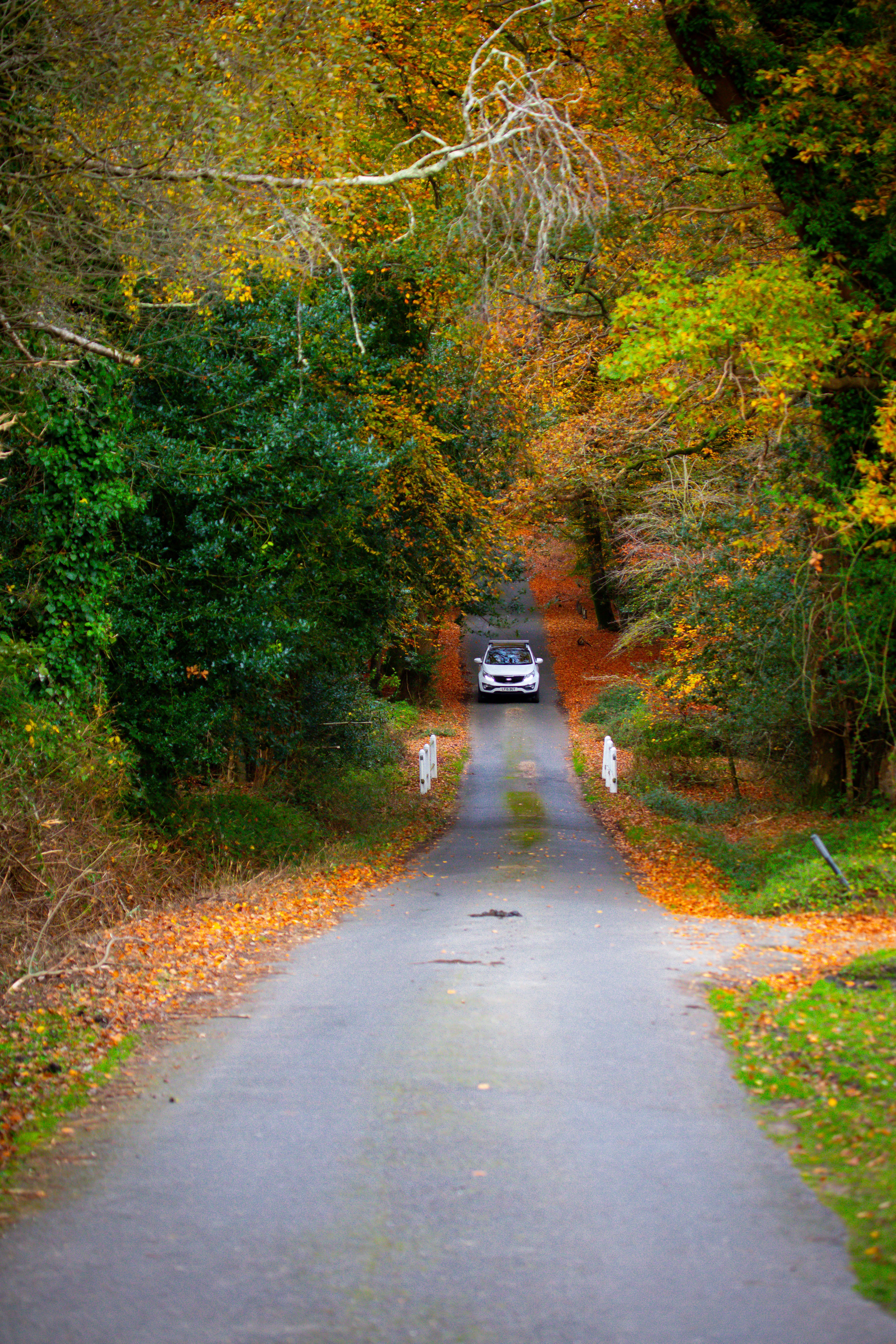 Scenic Autumn Drive in Bournemouth Forest · Free Stock Photo