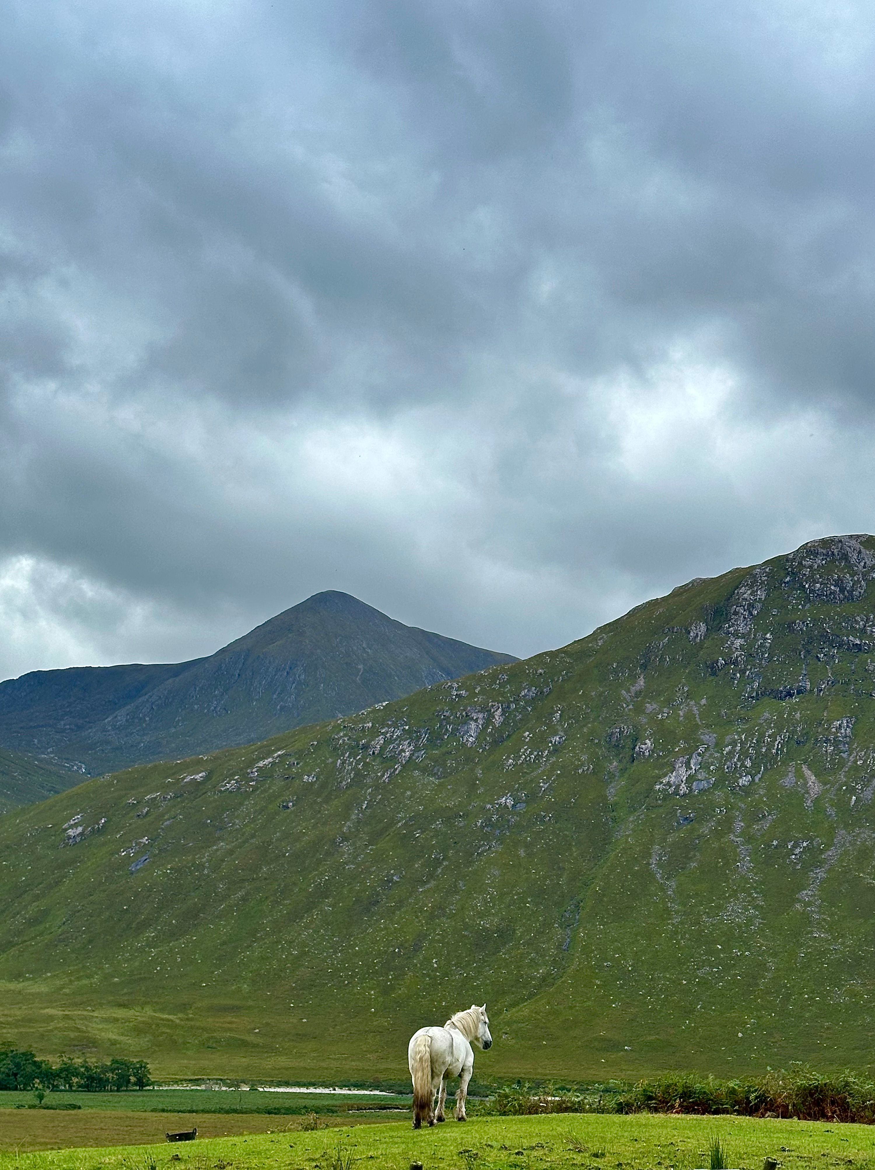 White Horse Grazing in Scottish Highlands · Free Stock Photo