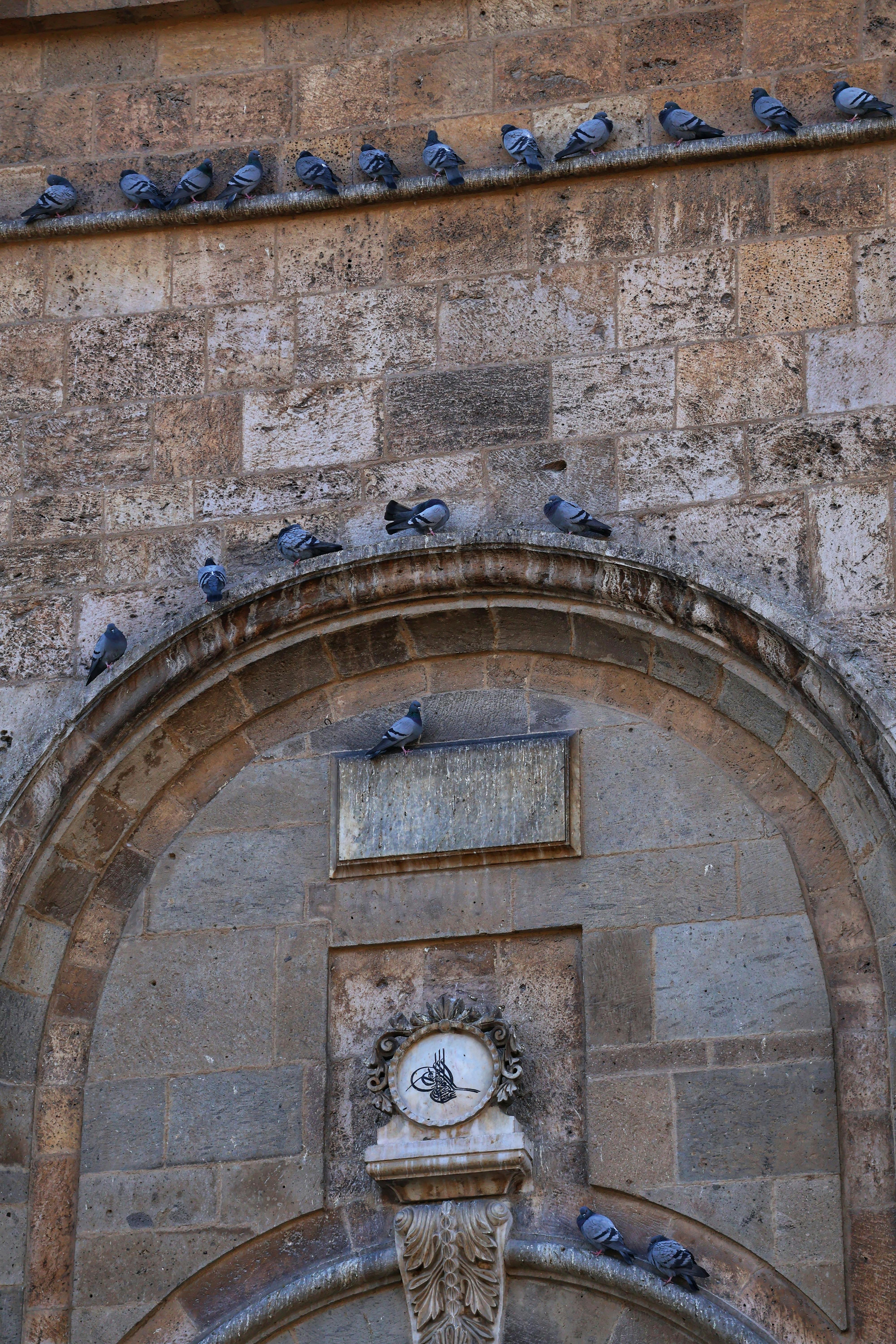 Merpati Bertengger Di Lengkungan Batu Bersejarah · Foto Stok Gratis